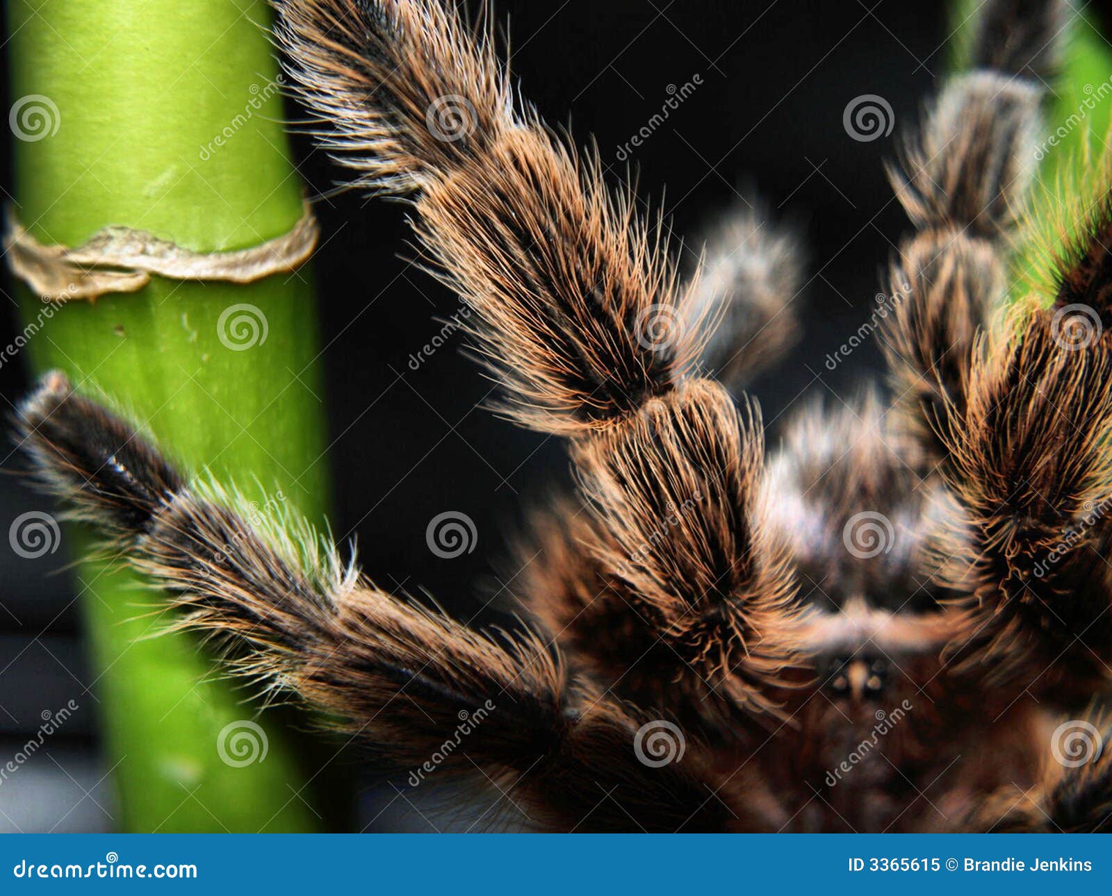 Tarantula legs stock image. Image of arachnid, twig, hairy - 3365615