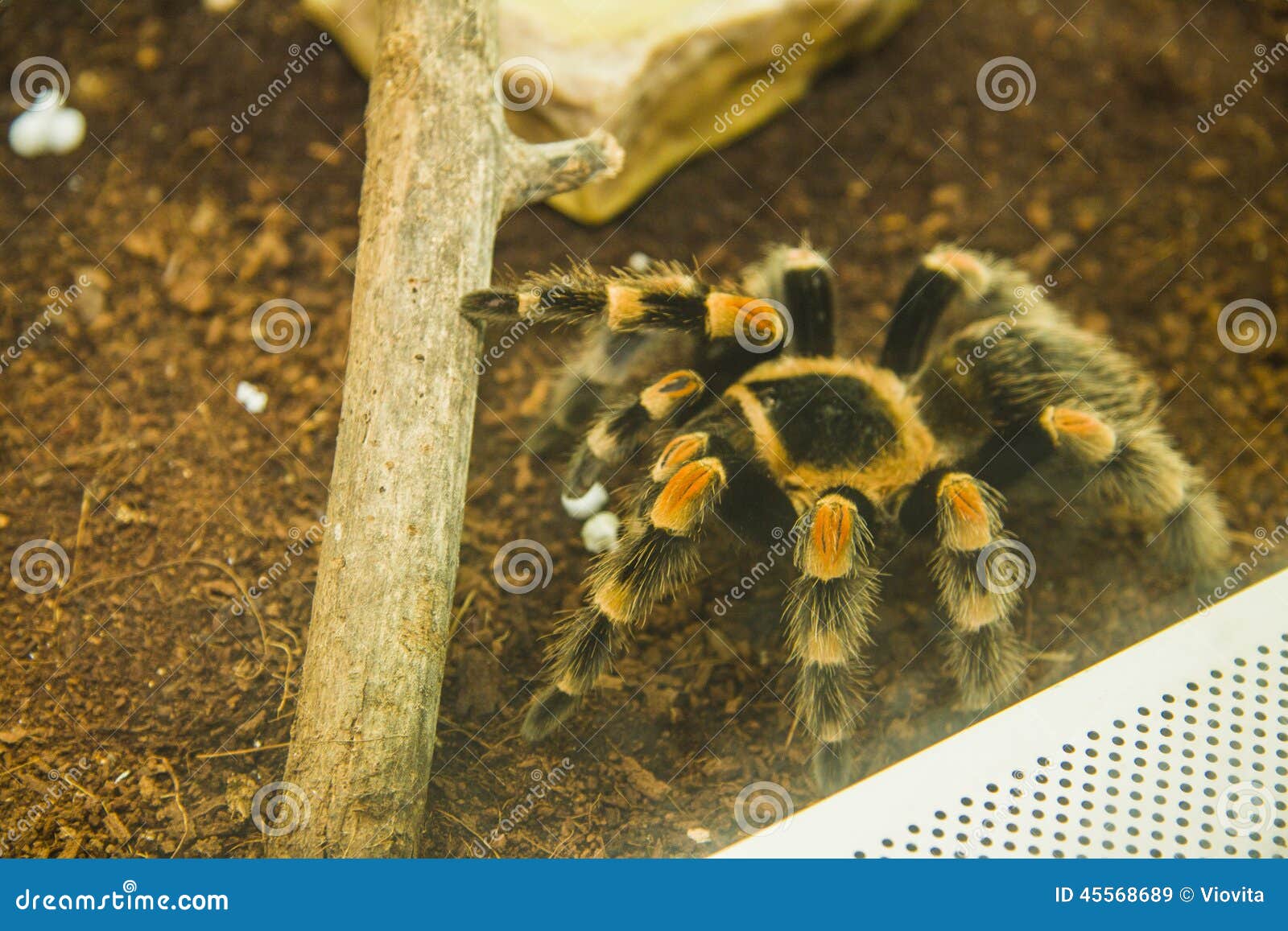 Tarantula stock image. Image of aracnophobia, micro, venom - 45568689