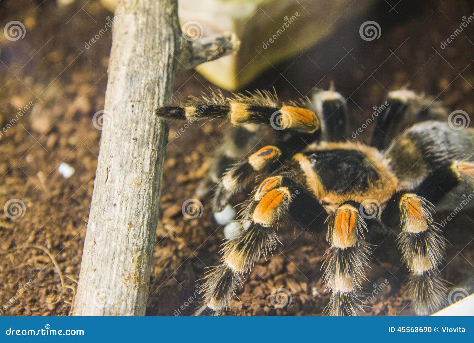 Tarantula stock photo. Image of aracnophobia, tarantula - 45568690