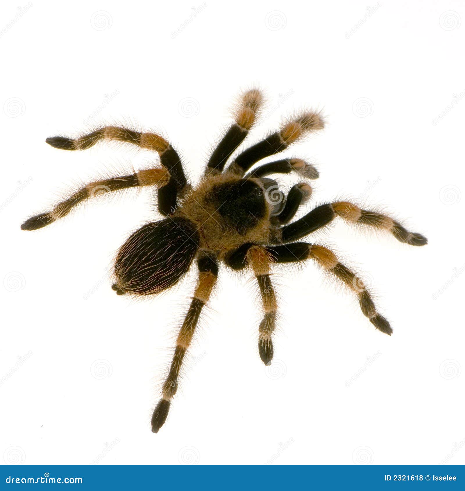 Tarantula Mexicain De Redknee Photo stock - Image du vertébré ...