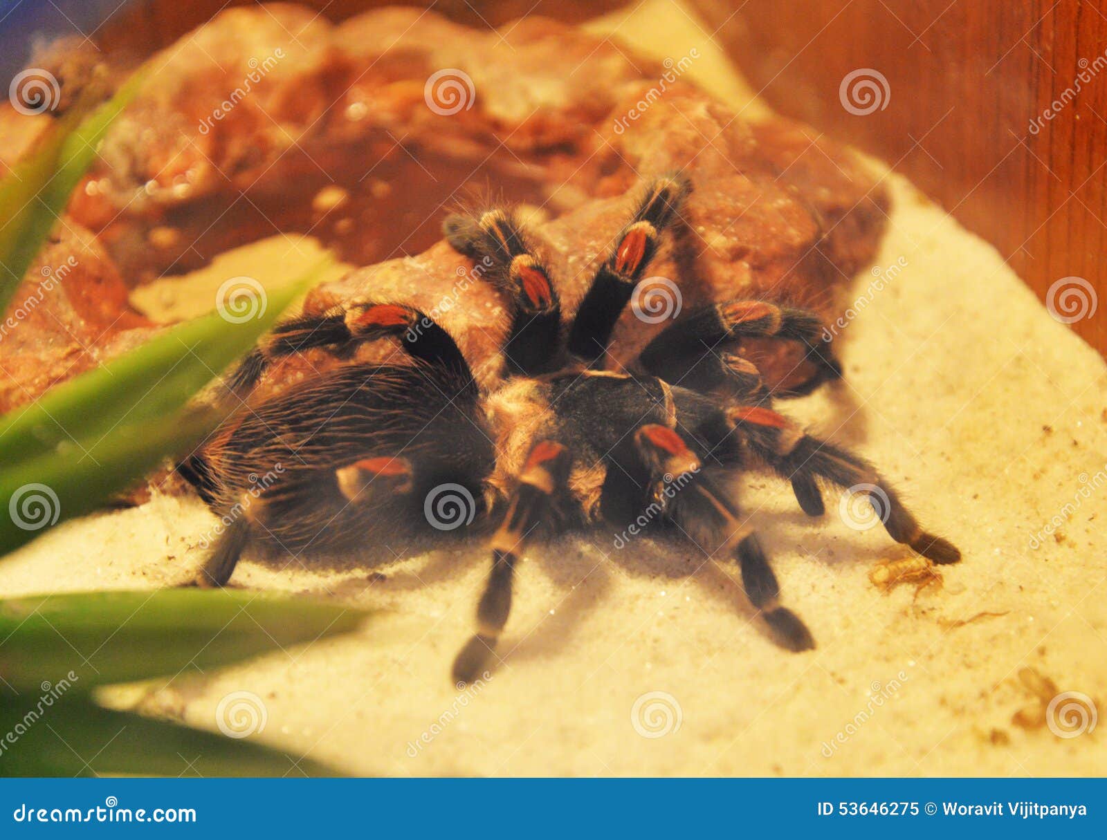 Tarantula stock image. Image of stone, macro, pinkfoot - 53646275