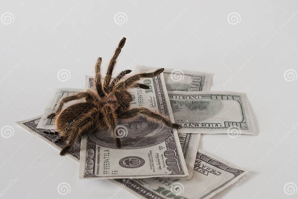 Tarantula and money stock image. Image of object, creature - 14794063