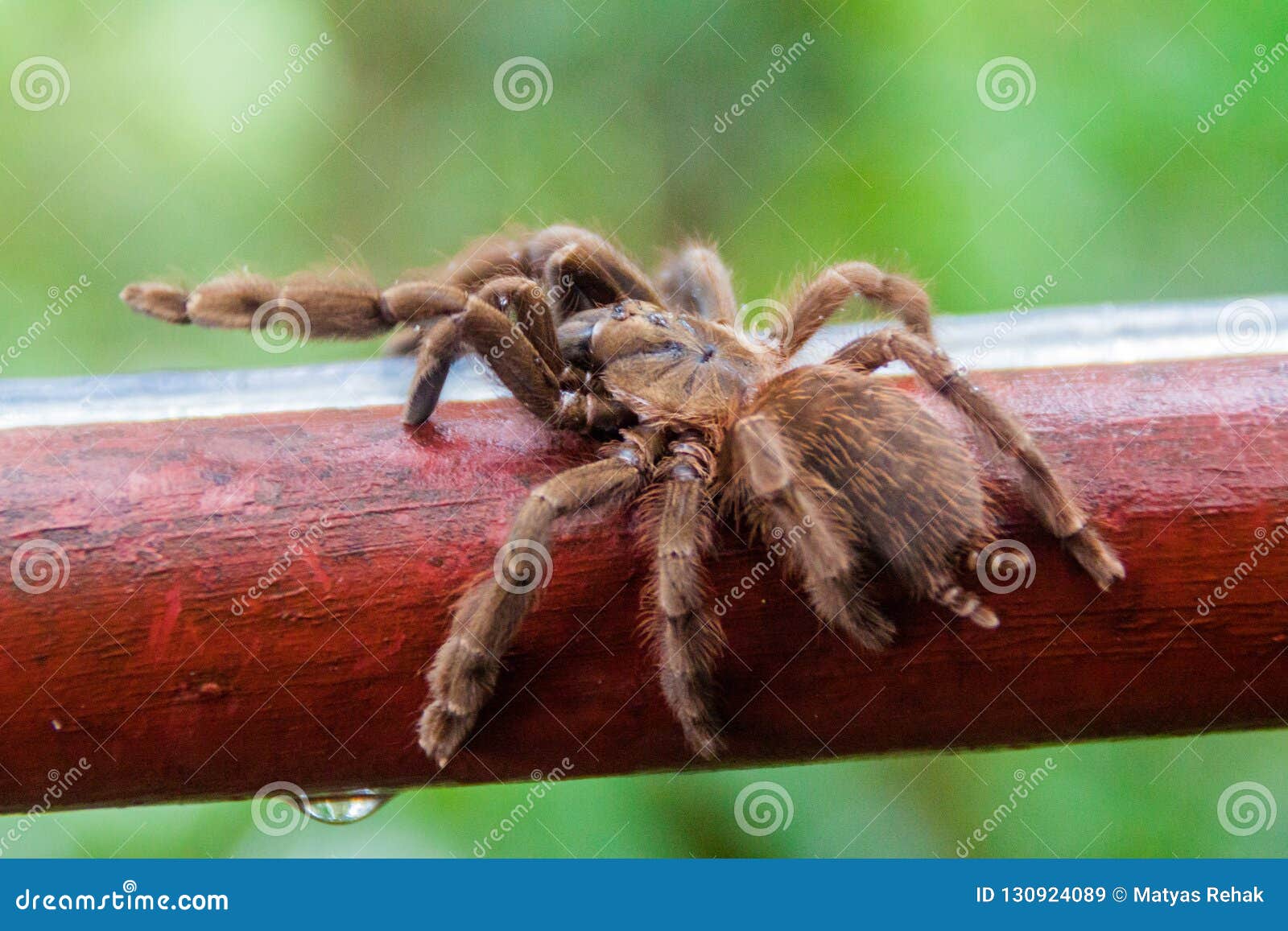 Tarantula on a Railing in Pana Stock Image - Image of outdoor, wild ...