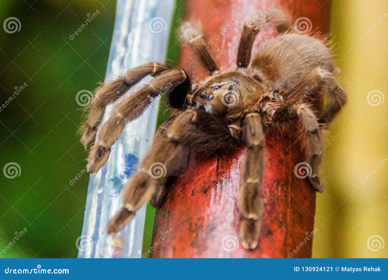Tarantula on a Railing in Pana Stock Image - Image of tarantula ...