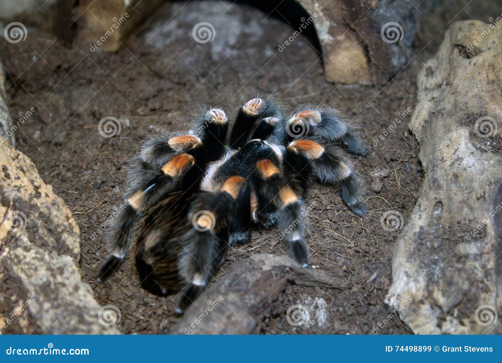 Orange Tarantula. Philippinus. Philippine Tangerine Is A Species Of ...