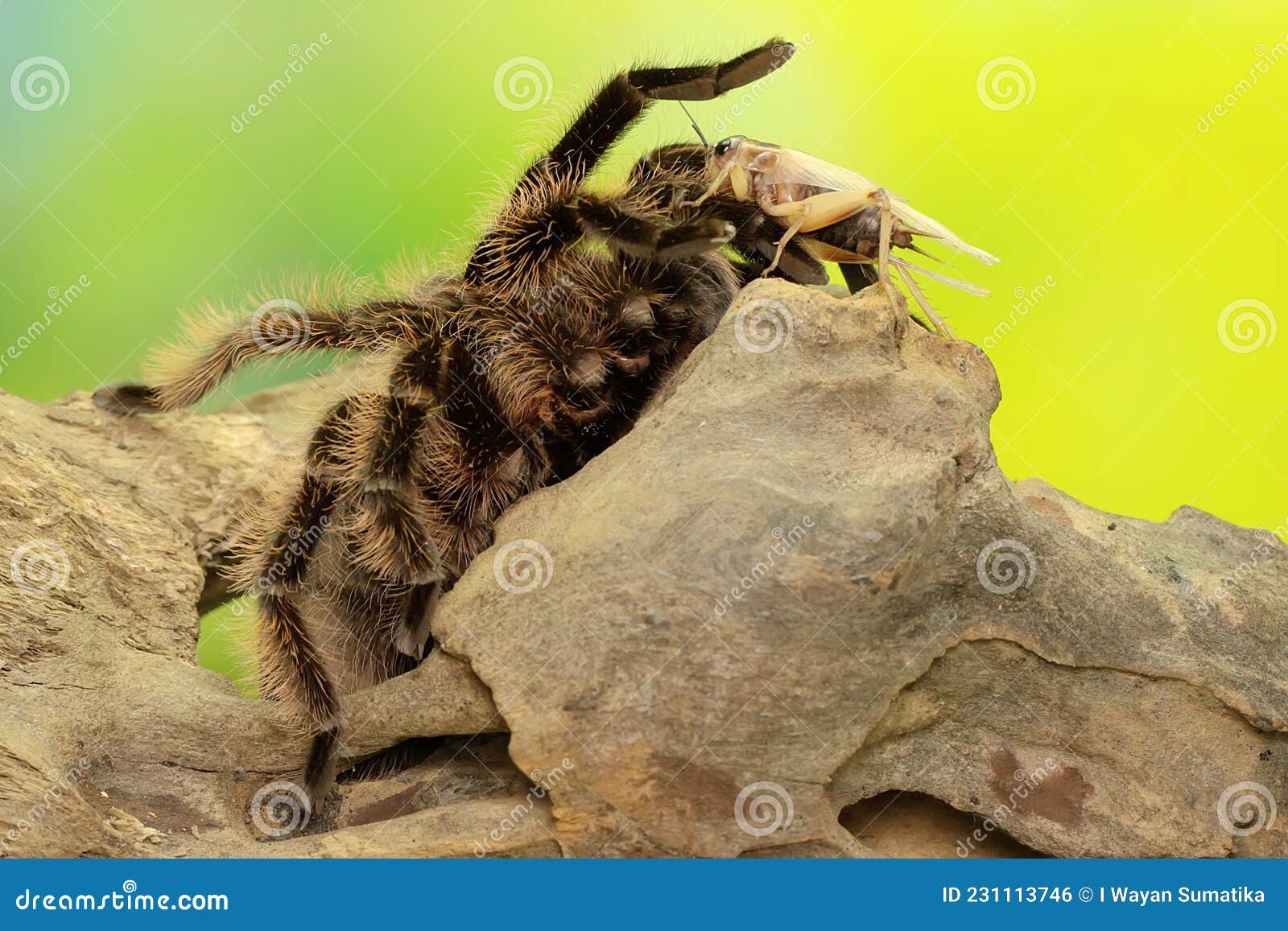 A Tarantula is Showing Aggressive Behavior. Stock Photo - Image of ...