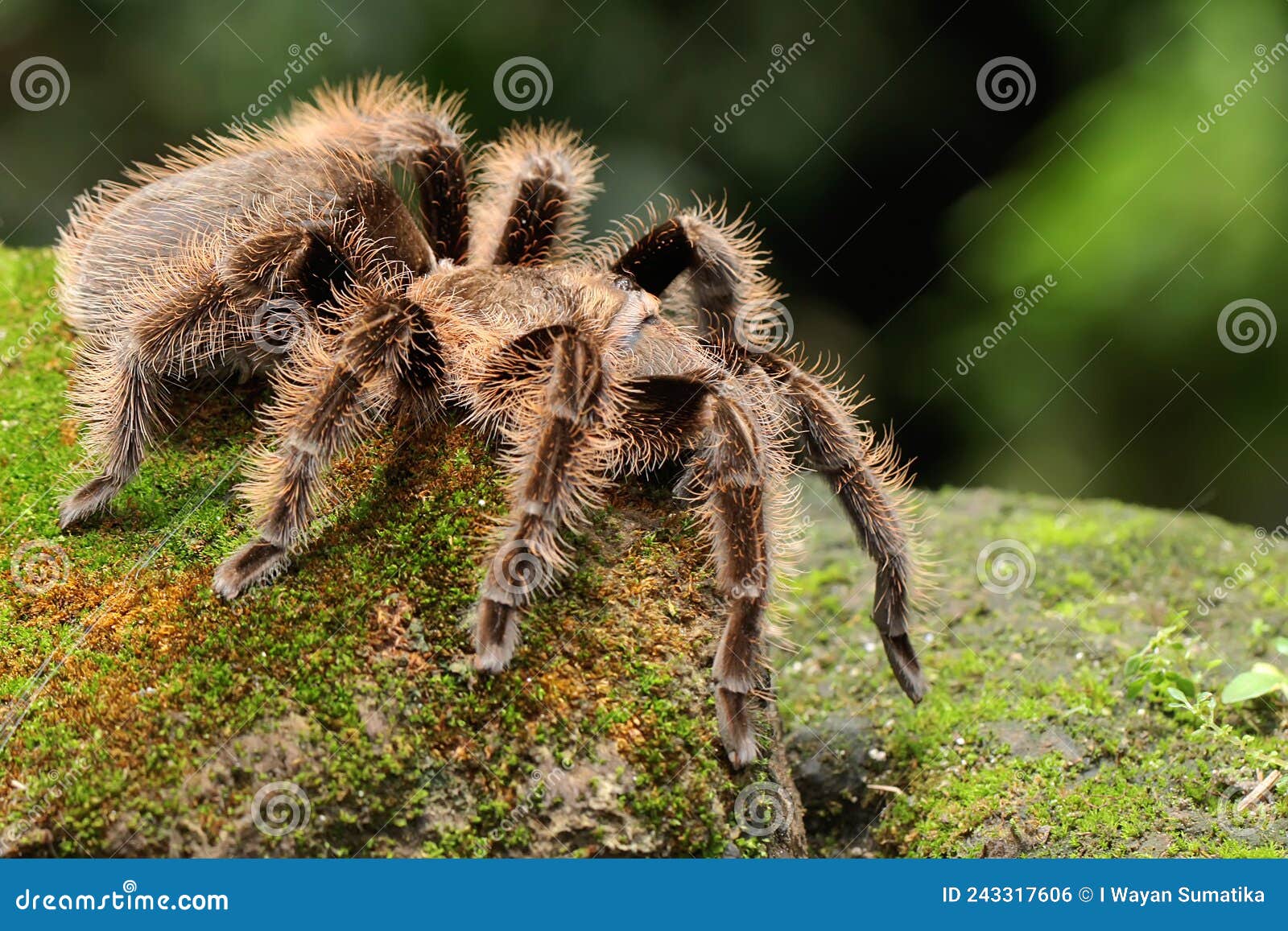 A Tarantula is Showing Aggressive Behavior. Stock Photo - Image of fast ...