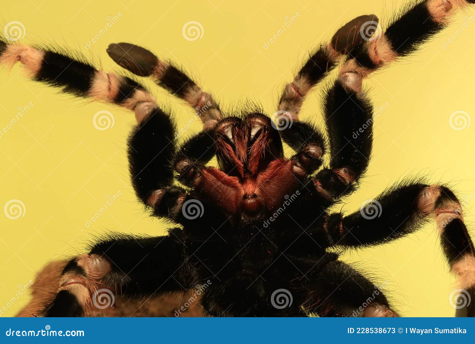 A Tarantula is Showing Aggressive Behavior. Stock Image - Image of ...