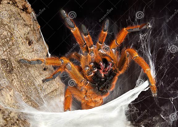 Tarantula showing fangs stock image. Image of arthropod - 23762741