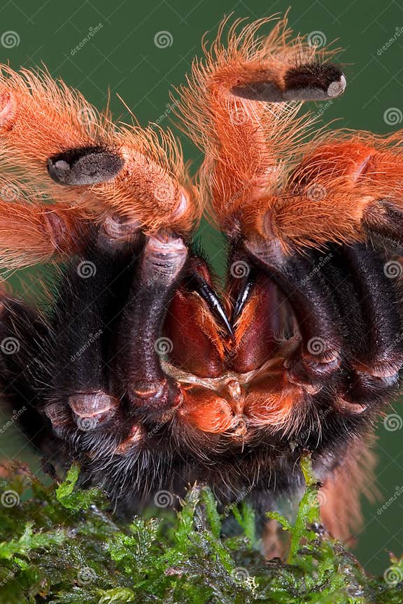 Tarantula showing fangs stock image. Image of insect, venom - 9102307