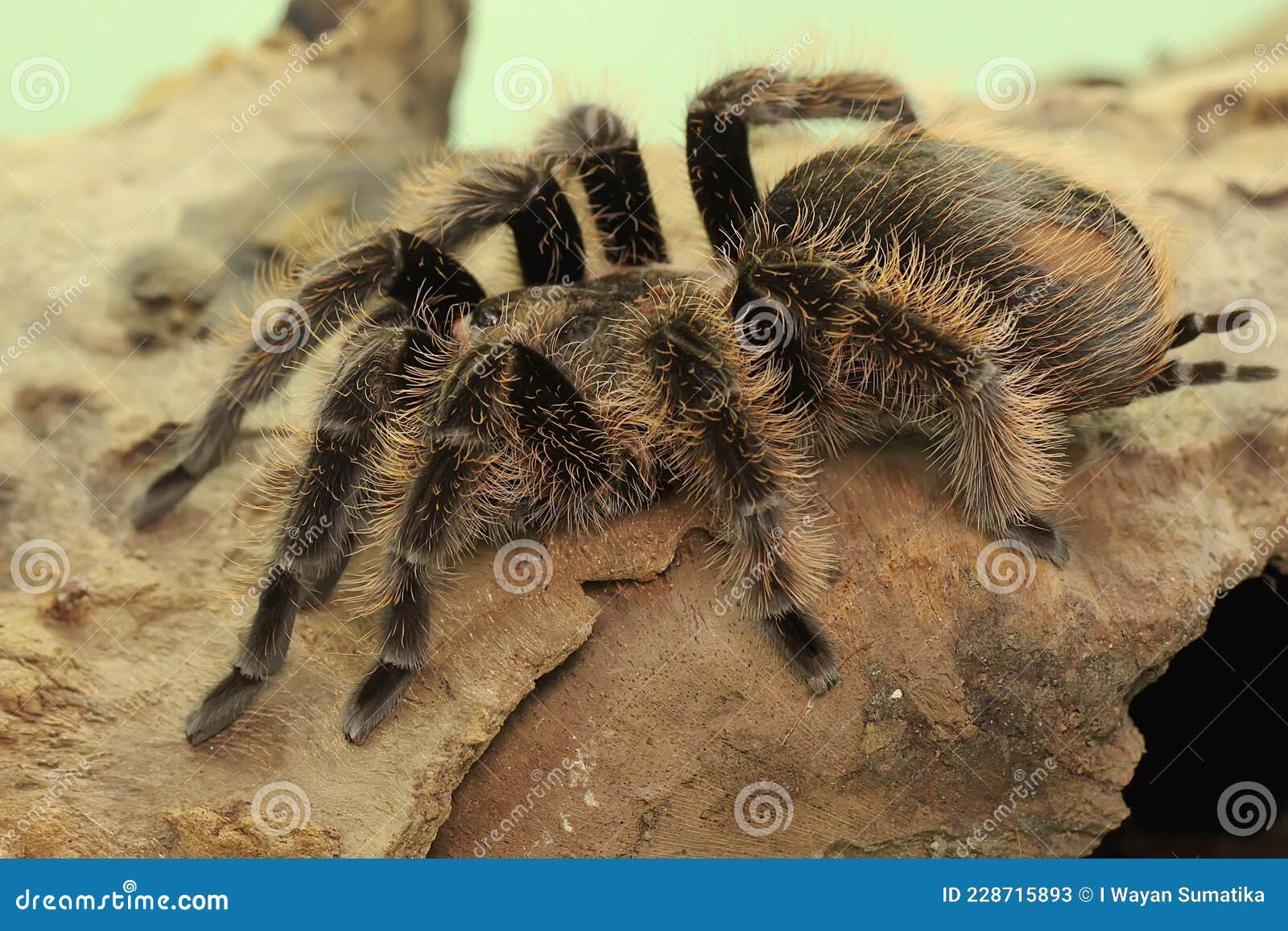 A Tarantula is Showing Threatening Behavior. Stock Image - Image of ...