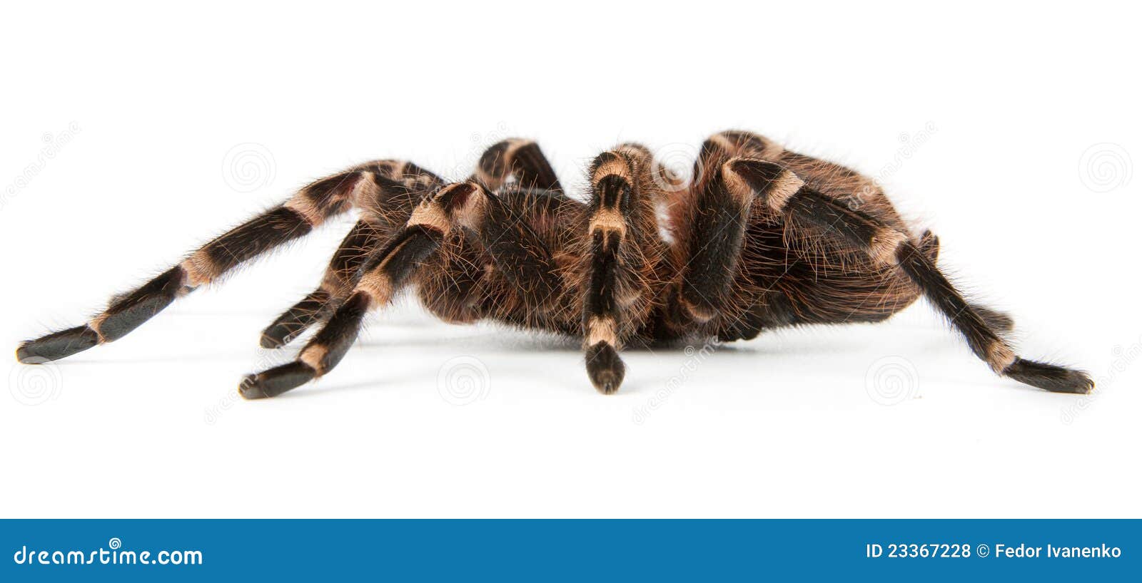 Tarantula side view stock photo. Image of dangerous, predator - 23367228