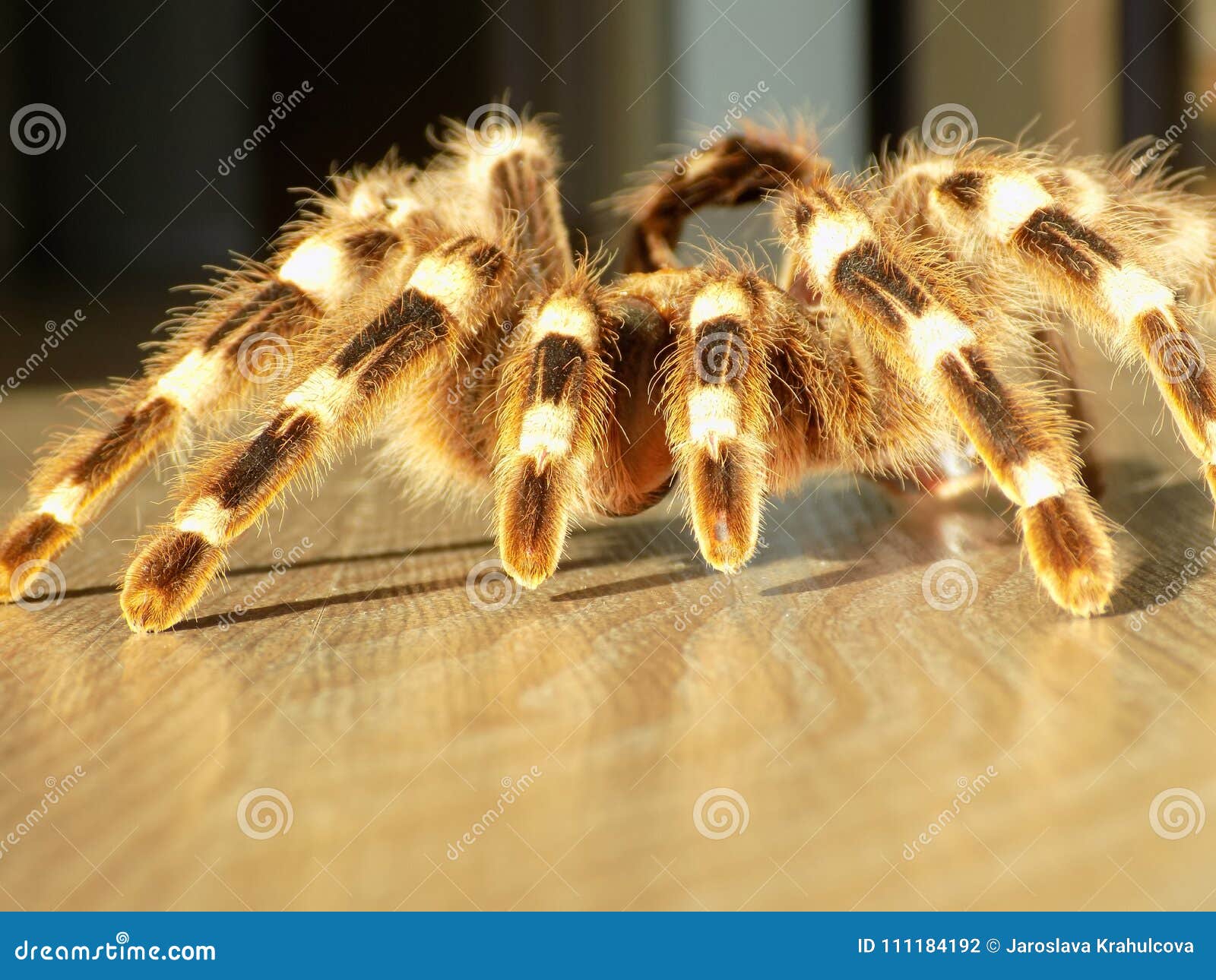 Tarantula Skin on Floor stock photo. Image of harmless - 111184192