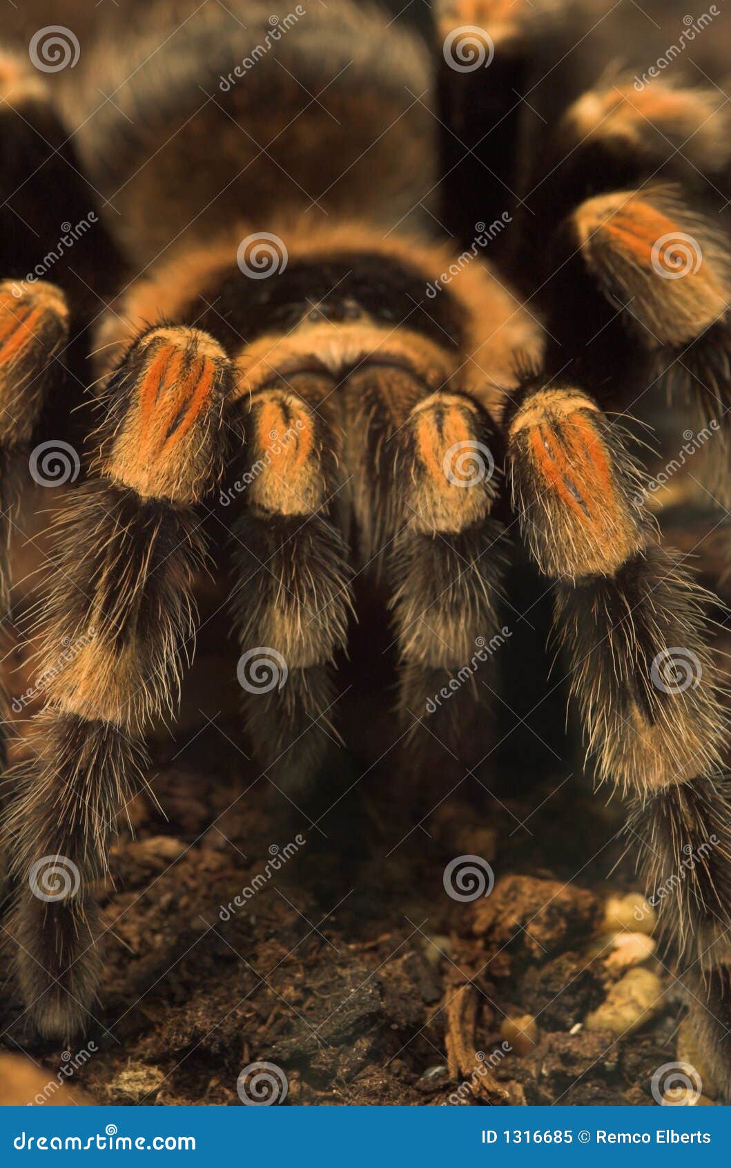 Tarantula spider stock image. Image of arachnid, anthropodous - 1316685