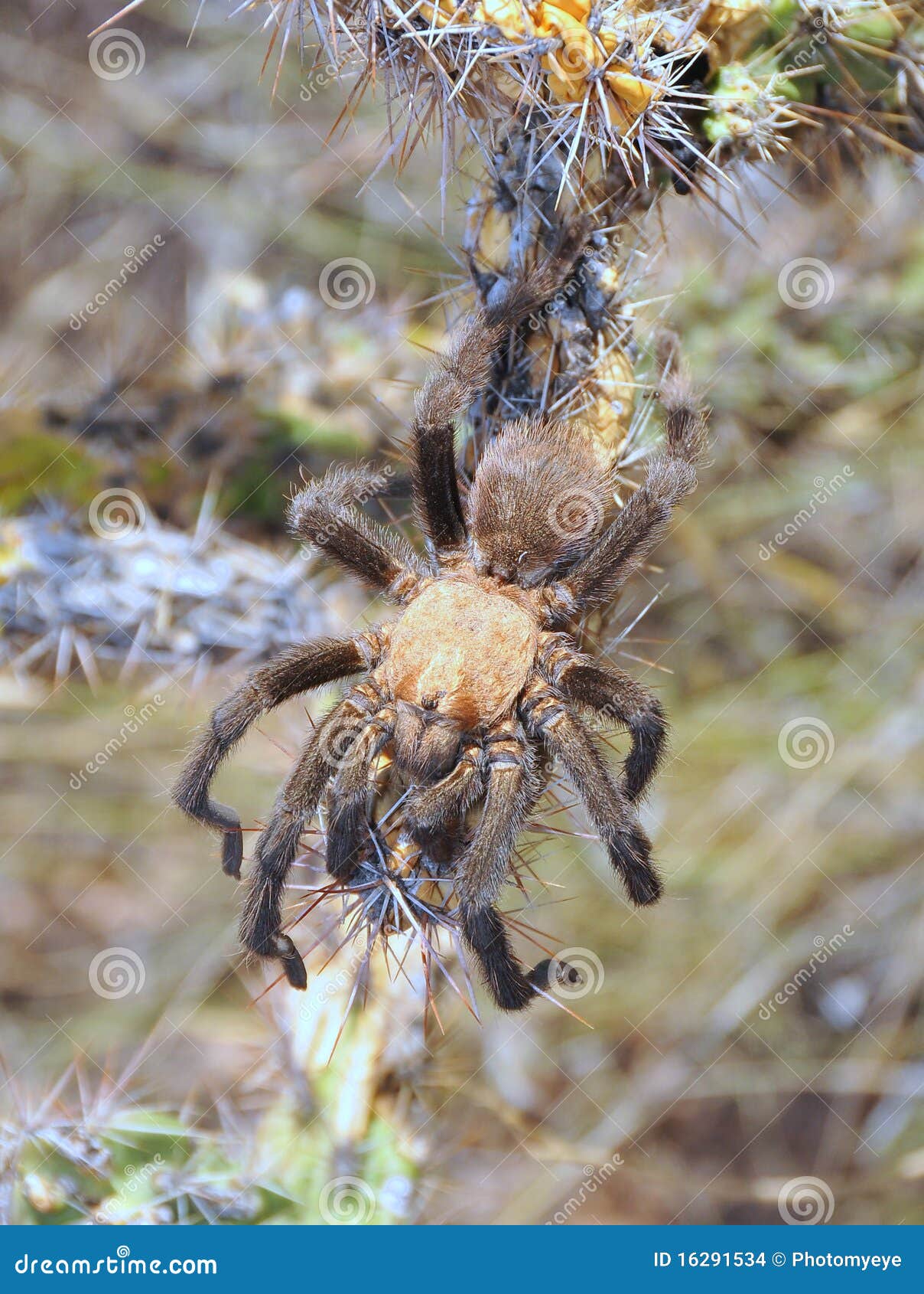 Tarantula Spider stock photo. Image of legs, closeup - 16291534 Tarantula Spider stock photo. Image of legs, closeup - 16291534