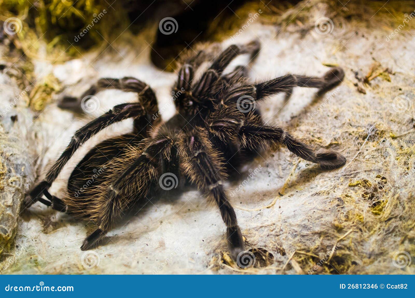 Tarantula spider stock photo. Image of black, arachnophobia - 26812346