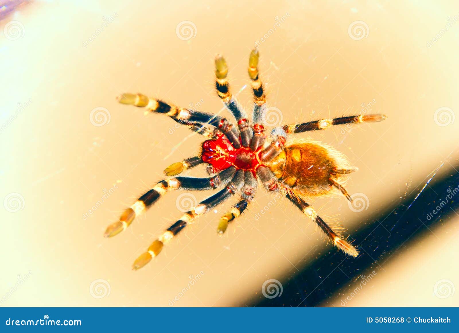 Tarantula Spider Bottom View Stock Photo - Image of white, spider: 5058268