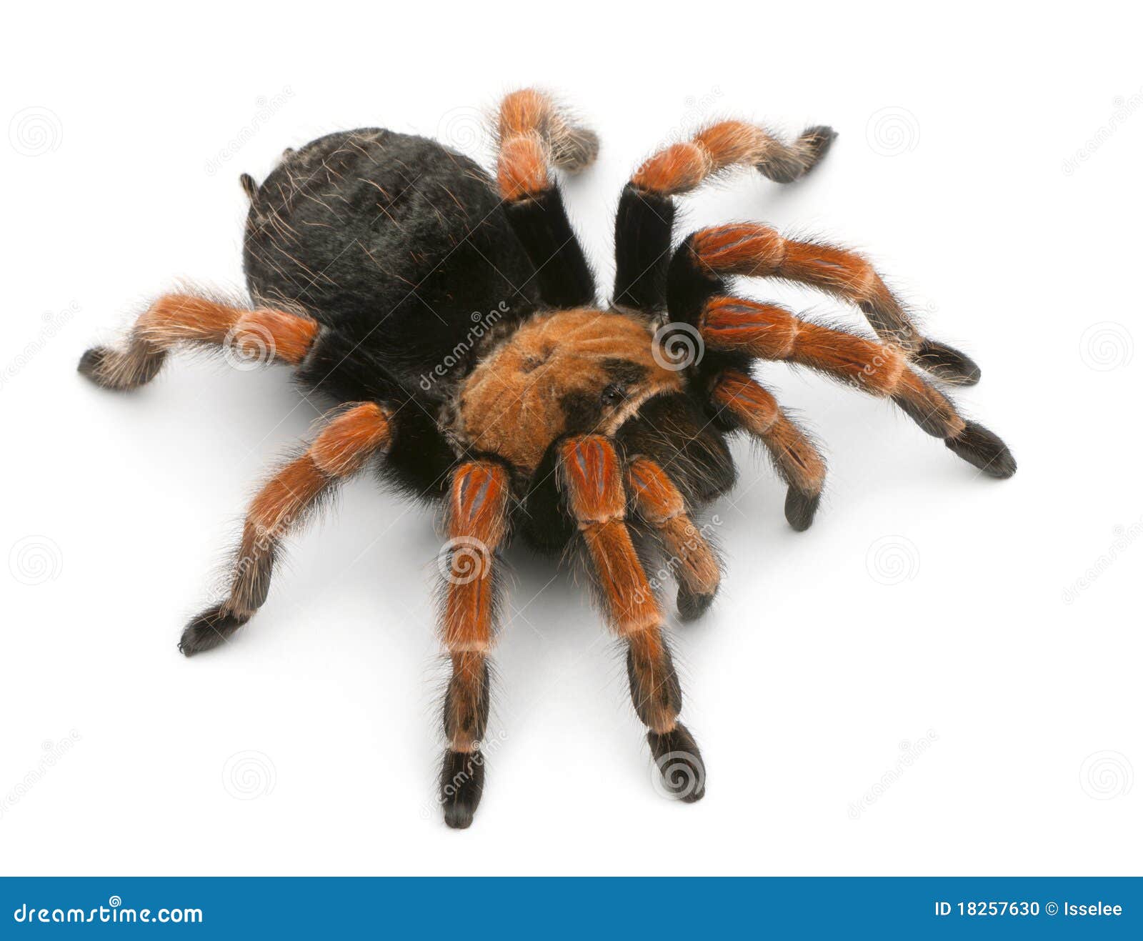 Tarantula Spider, Brachypelma Boehmei Stock Photo - Image of creepy ...