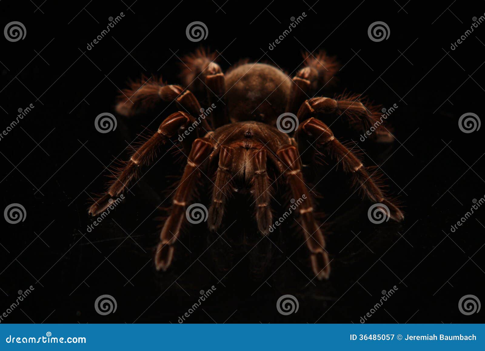 Tarantula Spider Crawling on Glass Stock Image - Image of arachnophobia ...