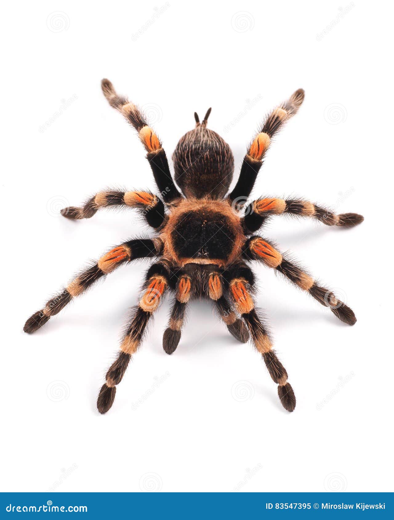 Tarantula spider, female stock image. Image of tarantula - 83547395