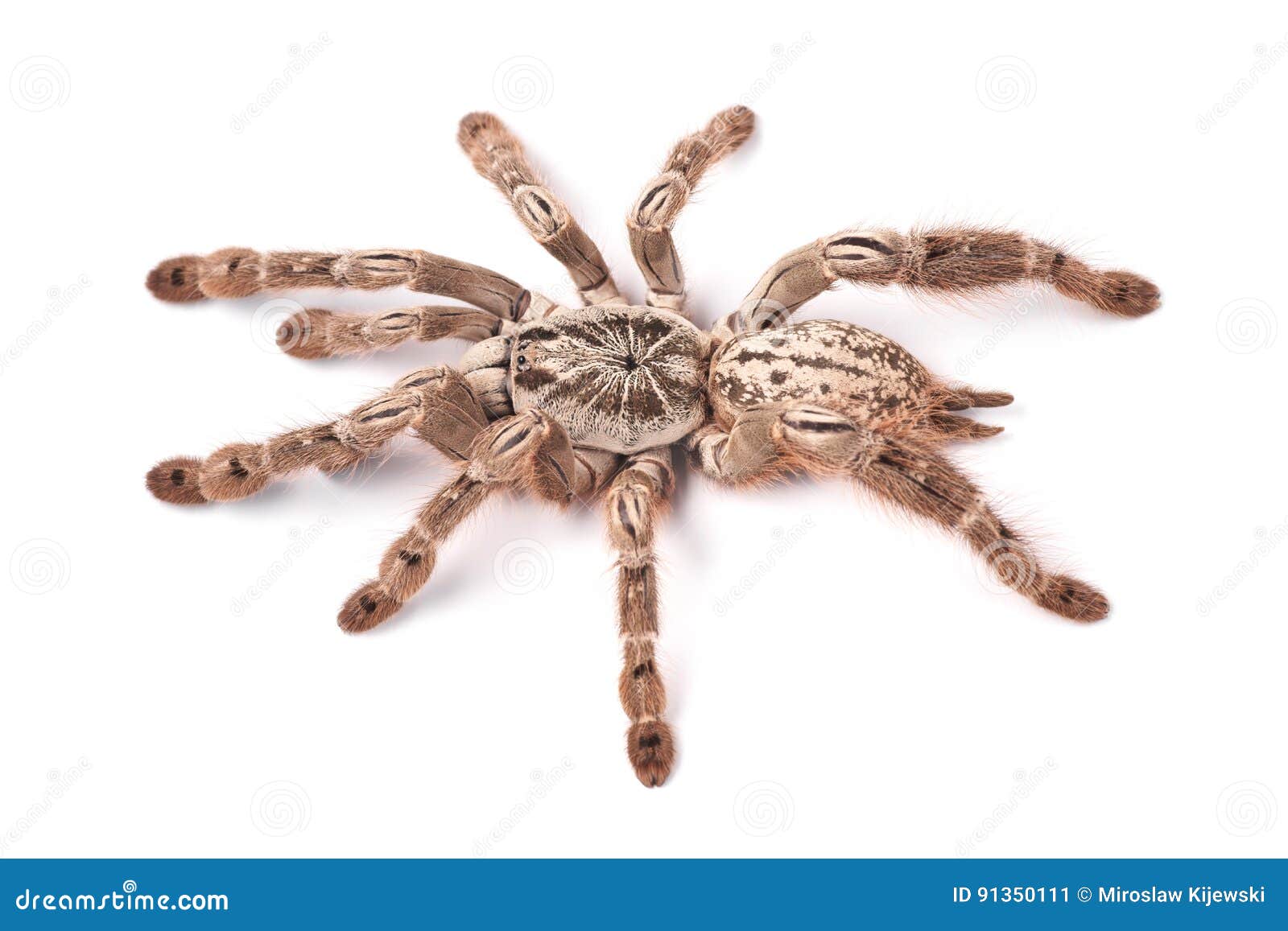 Tarantula Spider, Female Heteroscodra Maculata Stock Image - Image of ...