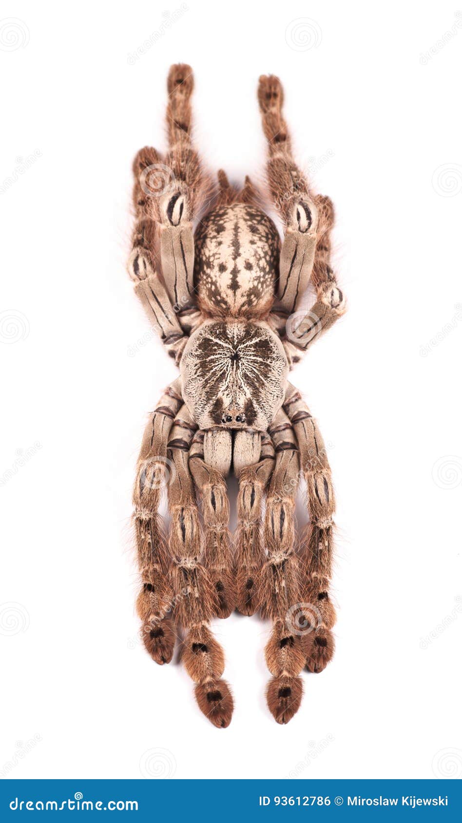 Tarantula Spider, Female Heteroscodra Maculata Stock Photo - Image of ...