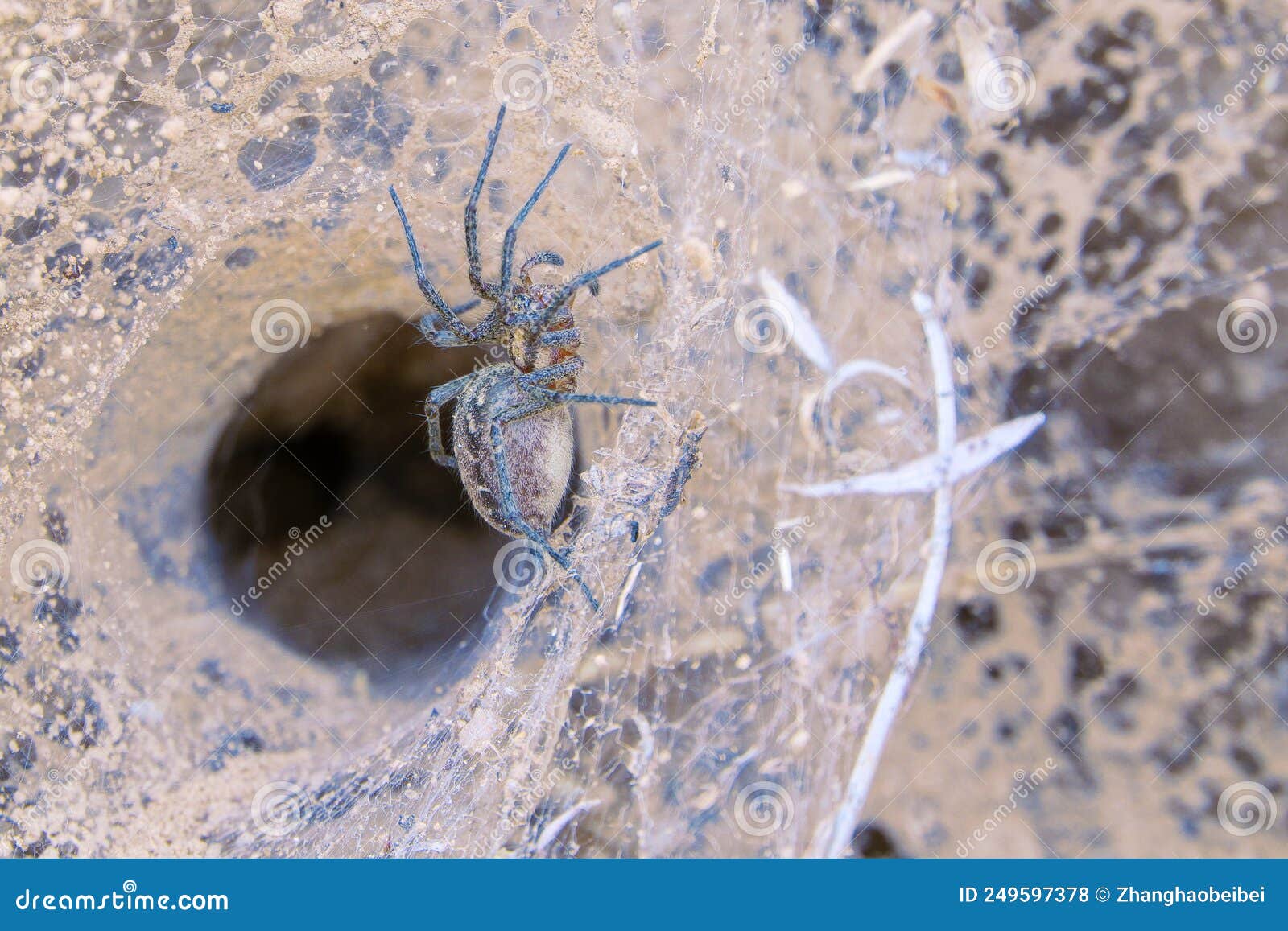 Tarantula spider stock photo. Image of lycosa, wildlife - 249597378