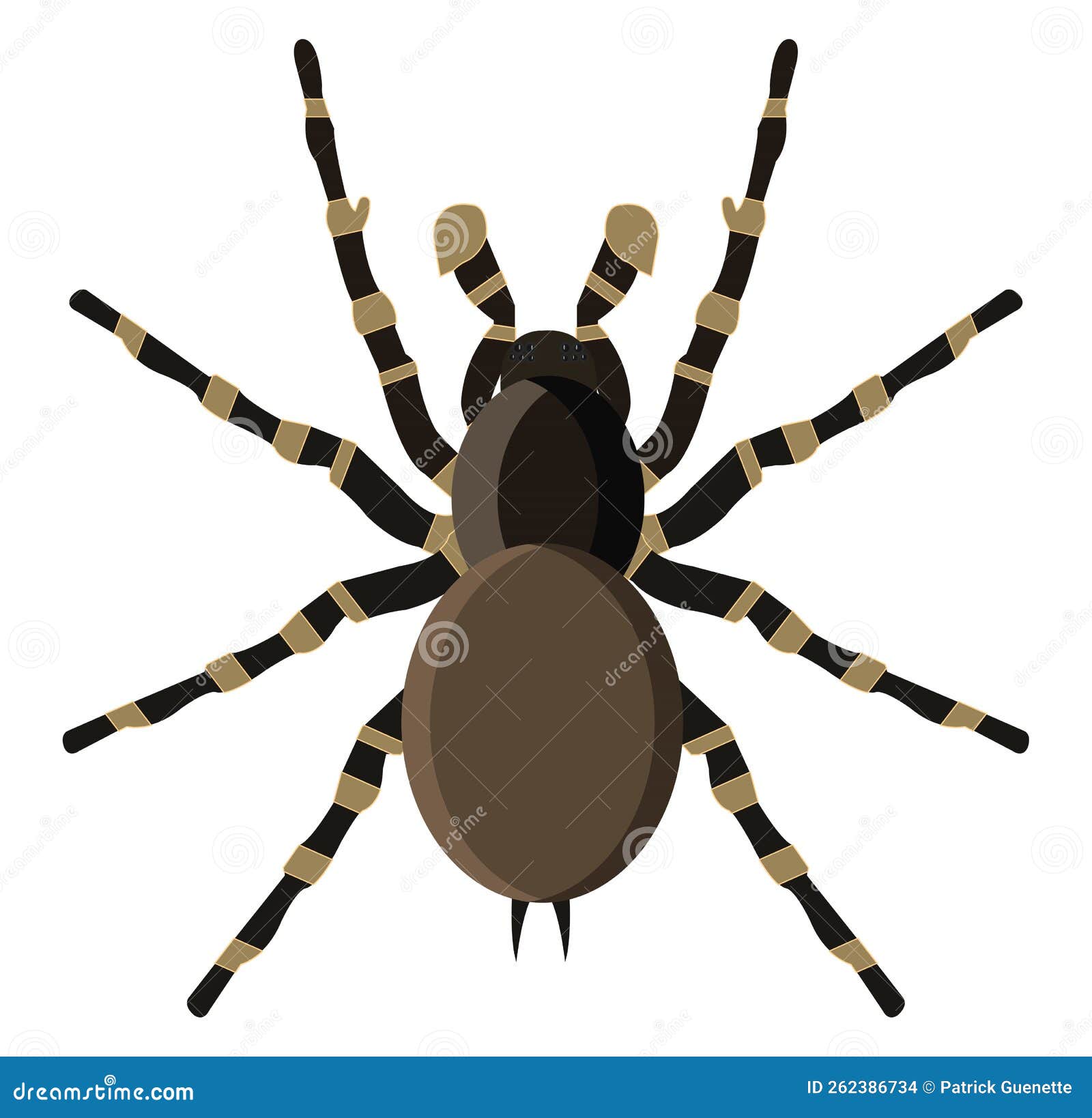 Tarantula spider, icon stock vector. Illustration of design - 262386734