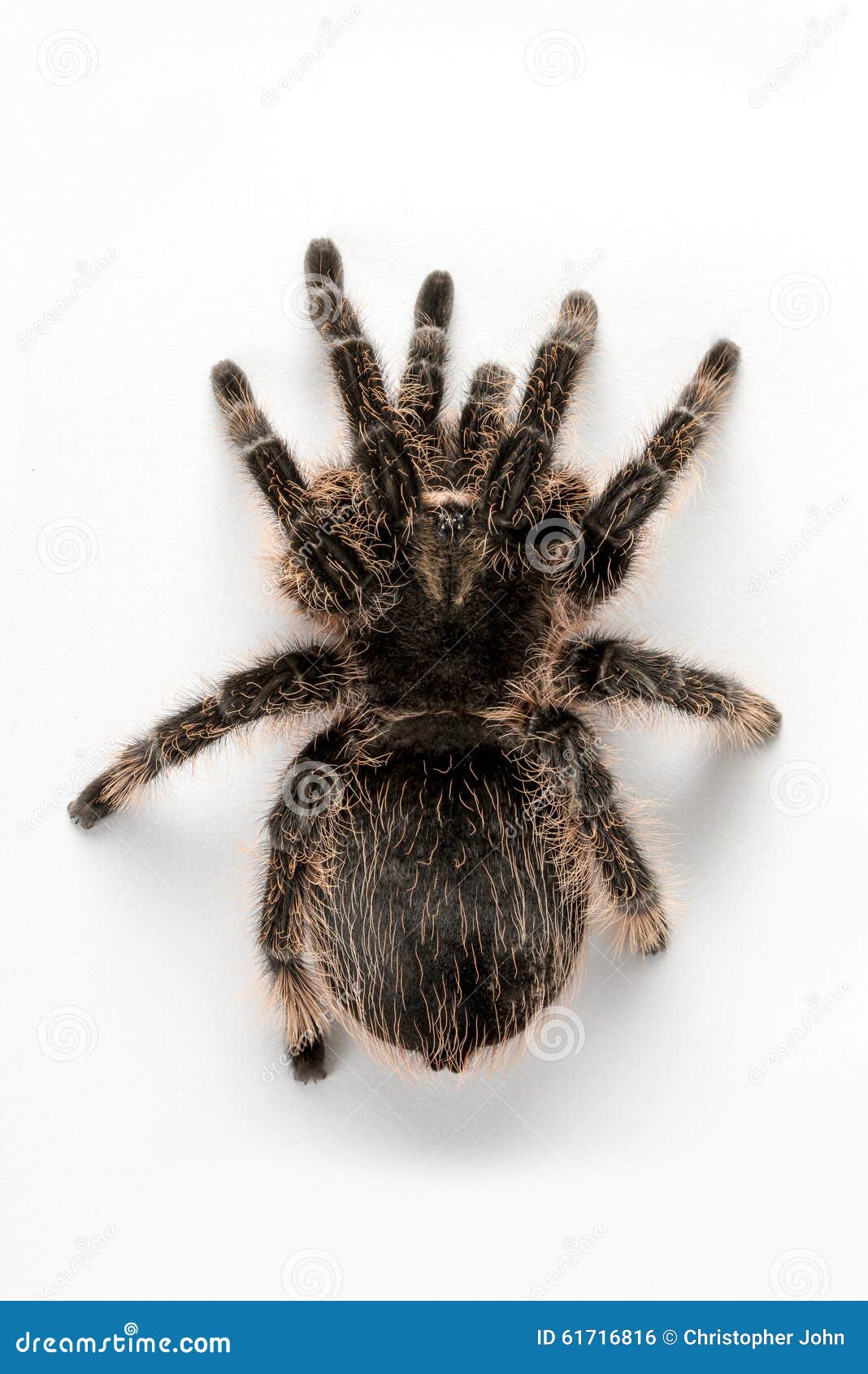 Tarantula stock photo. Image of hairy, isolated, nature - 61716816