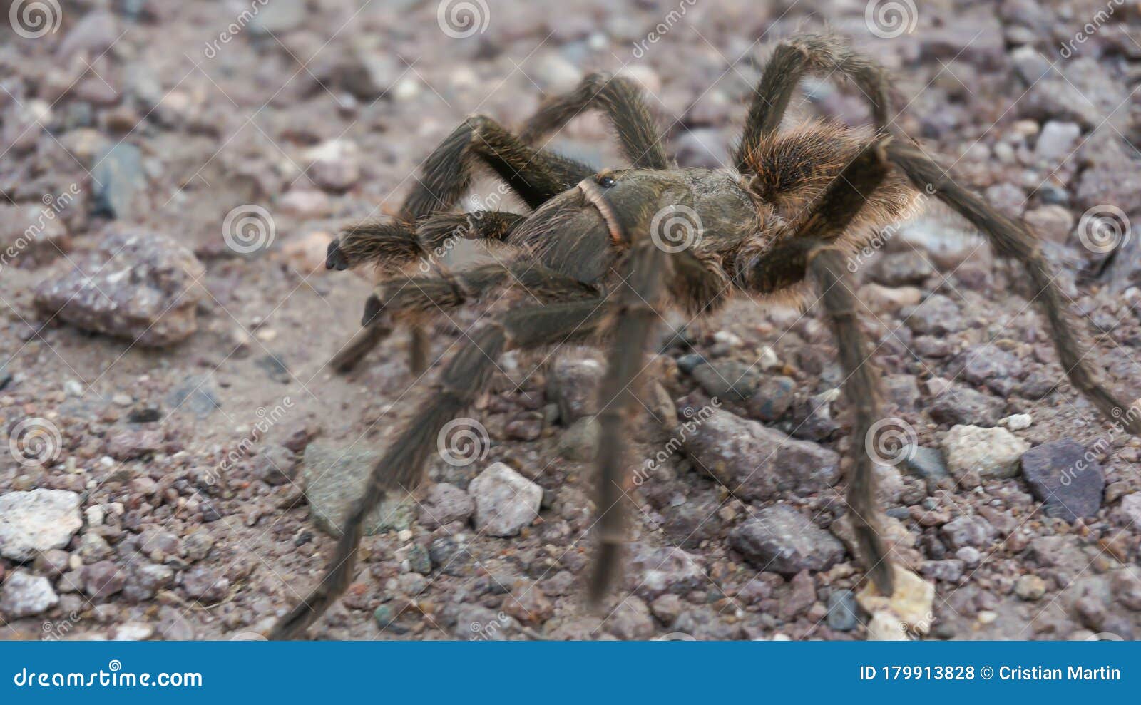 Tarantula Spider in Its Environment Stock Photo - Image of background ...