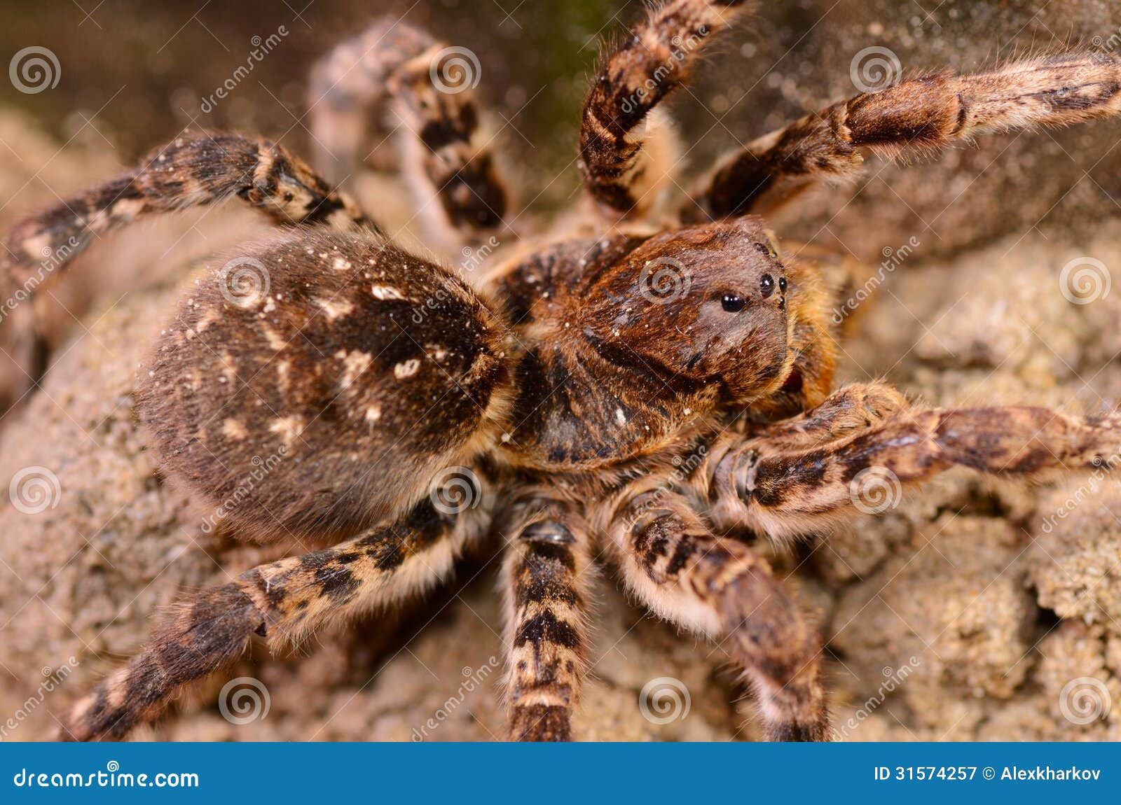 Tarantula spider macro stock image. Image of micro, legs - 31574257