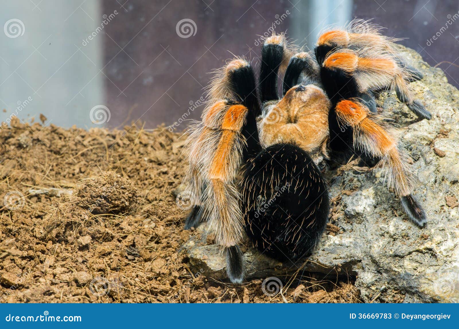 Tarantula spider stock image. Image of brachypelma, legs - 36669783