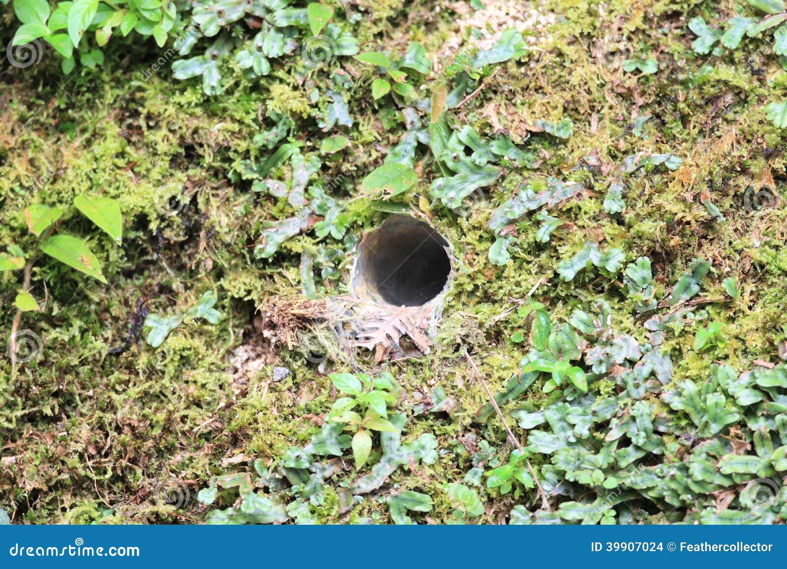 Tarantula spider nest stock photo. Image of horizontal - 39907024
