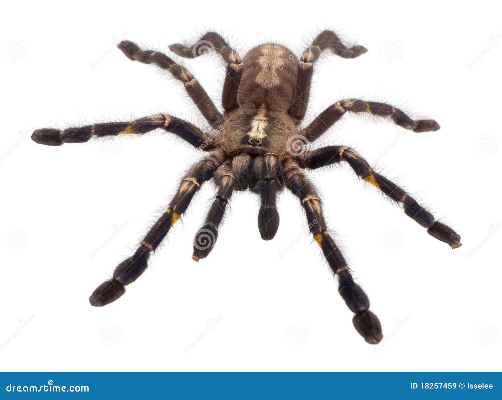 Tarantula , Spider. Tarantula Isolated On White Background. Close Up ...