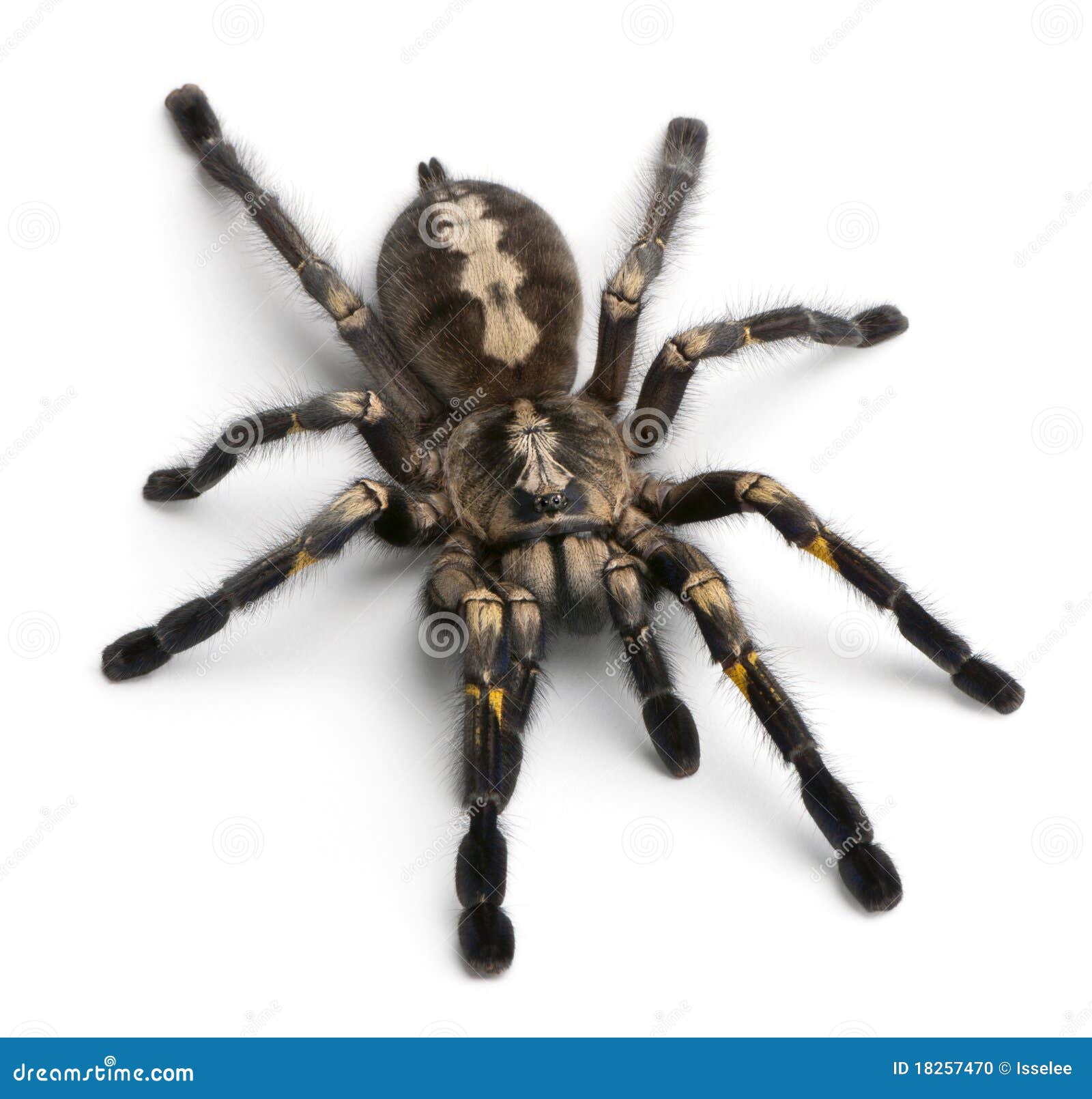 Tarantula Spider, Poecilotheria Metallica Stock Photo - Image of studio ...