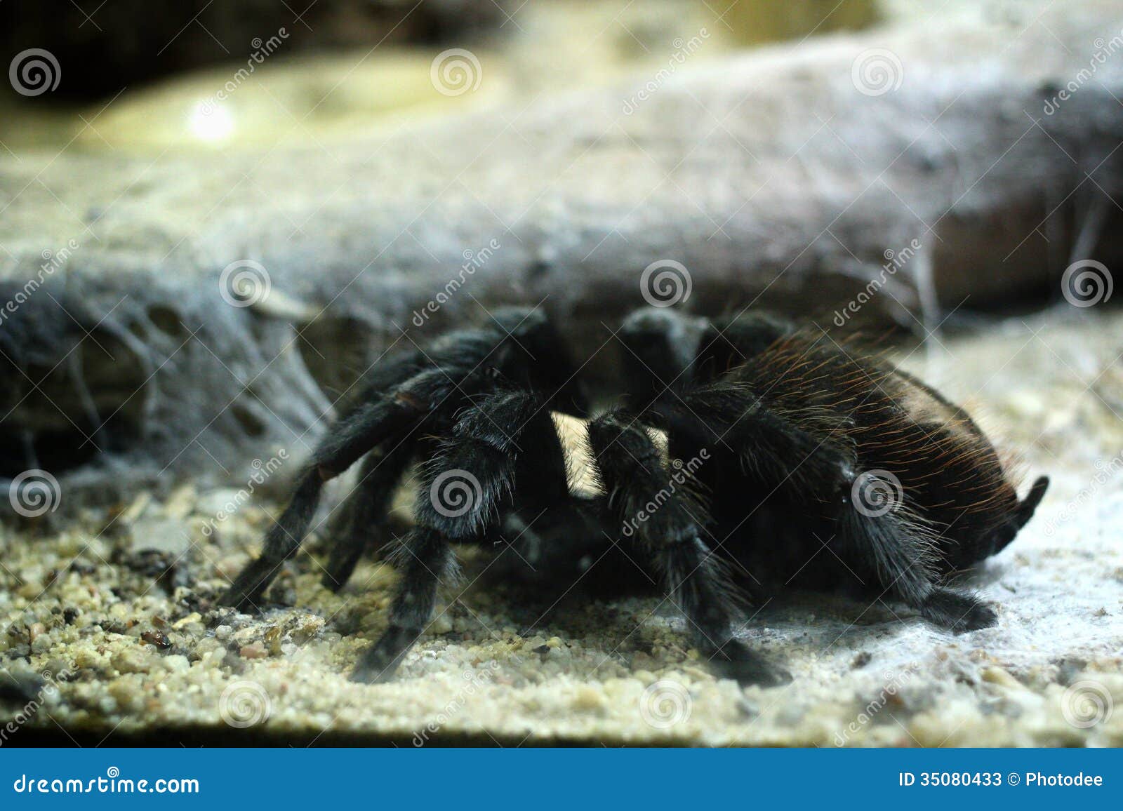 Tarantula spider stock image. Image of insect, indoors - 35080433