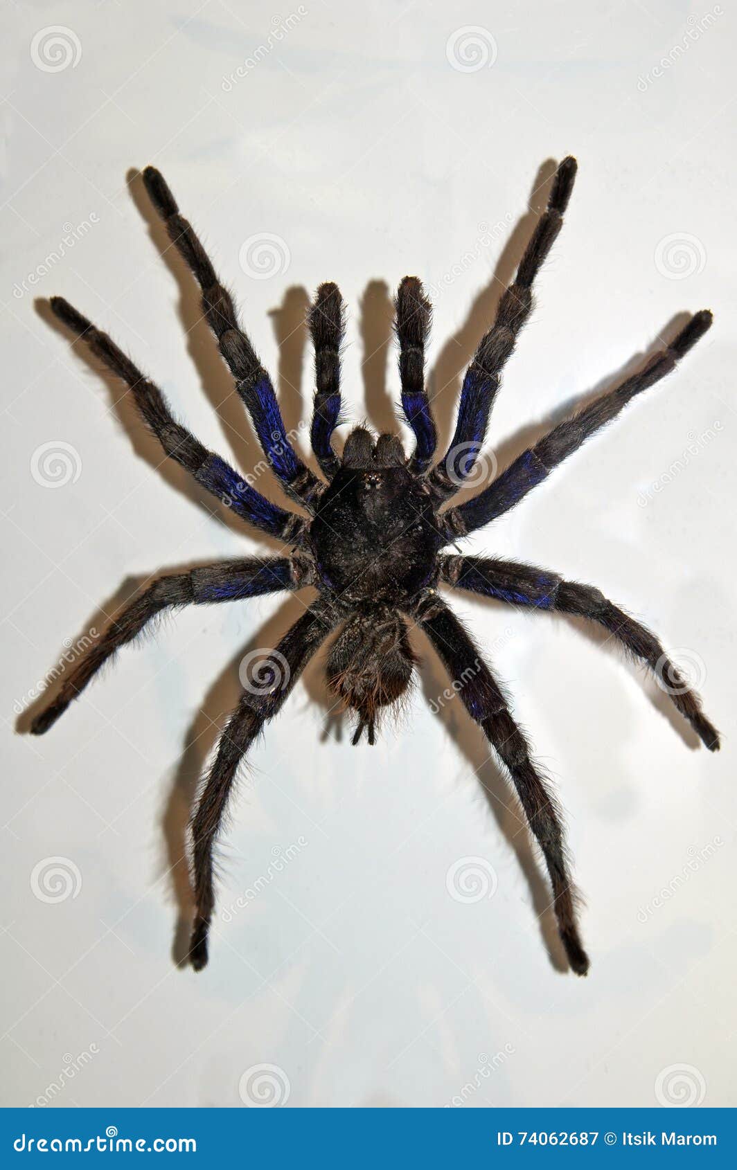 Tarantula spider stock image. Image of danger, people - 74062687