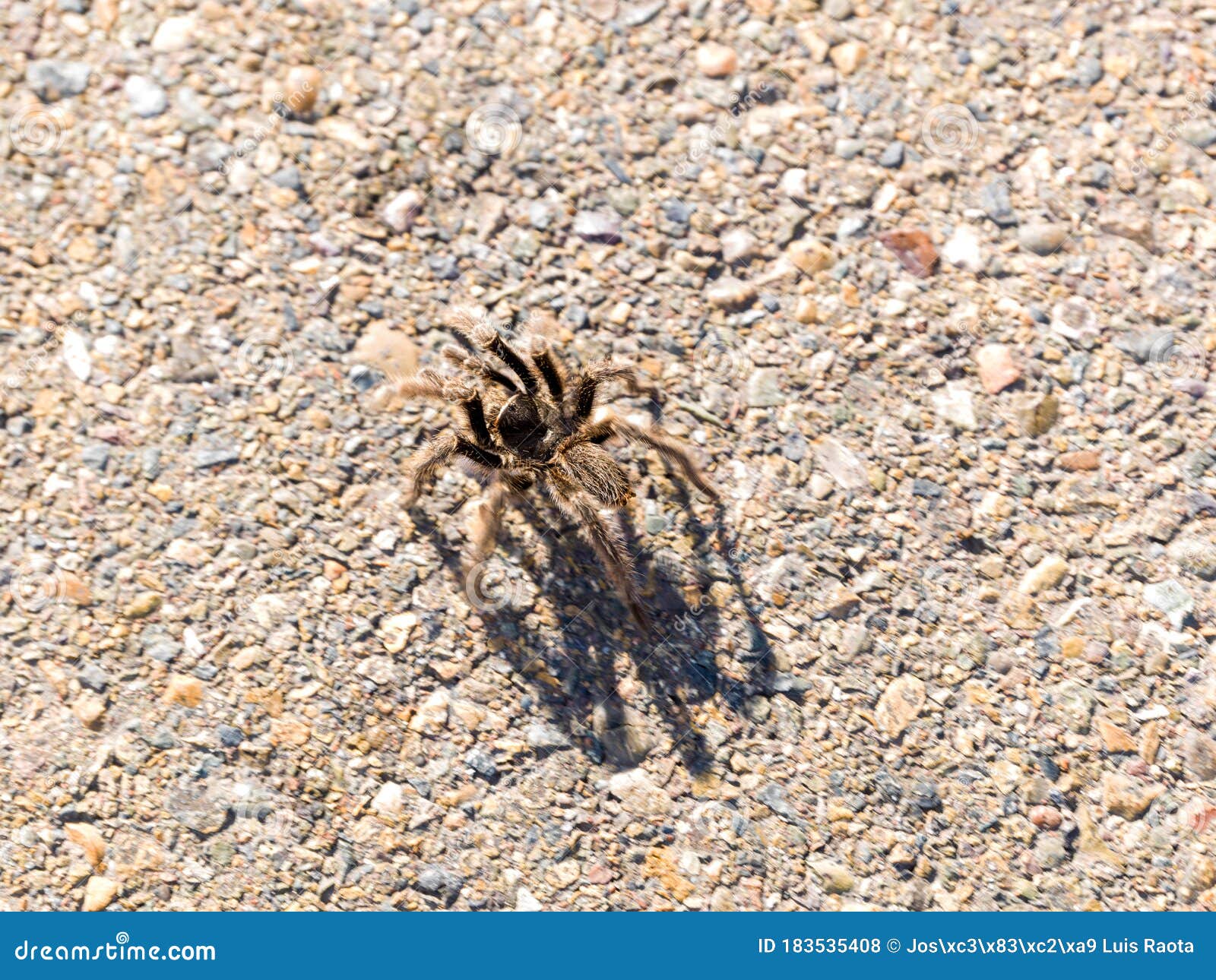 Tarantula Spider Walking on the Path Stock Photo - Image of hair ...
