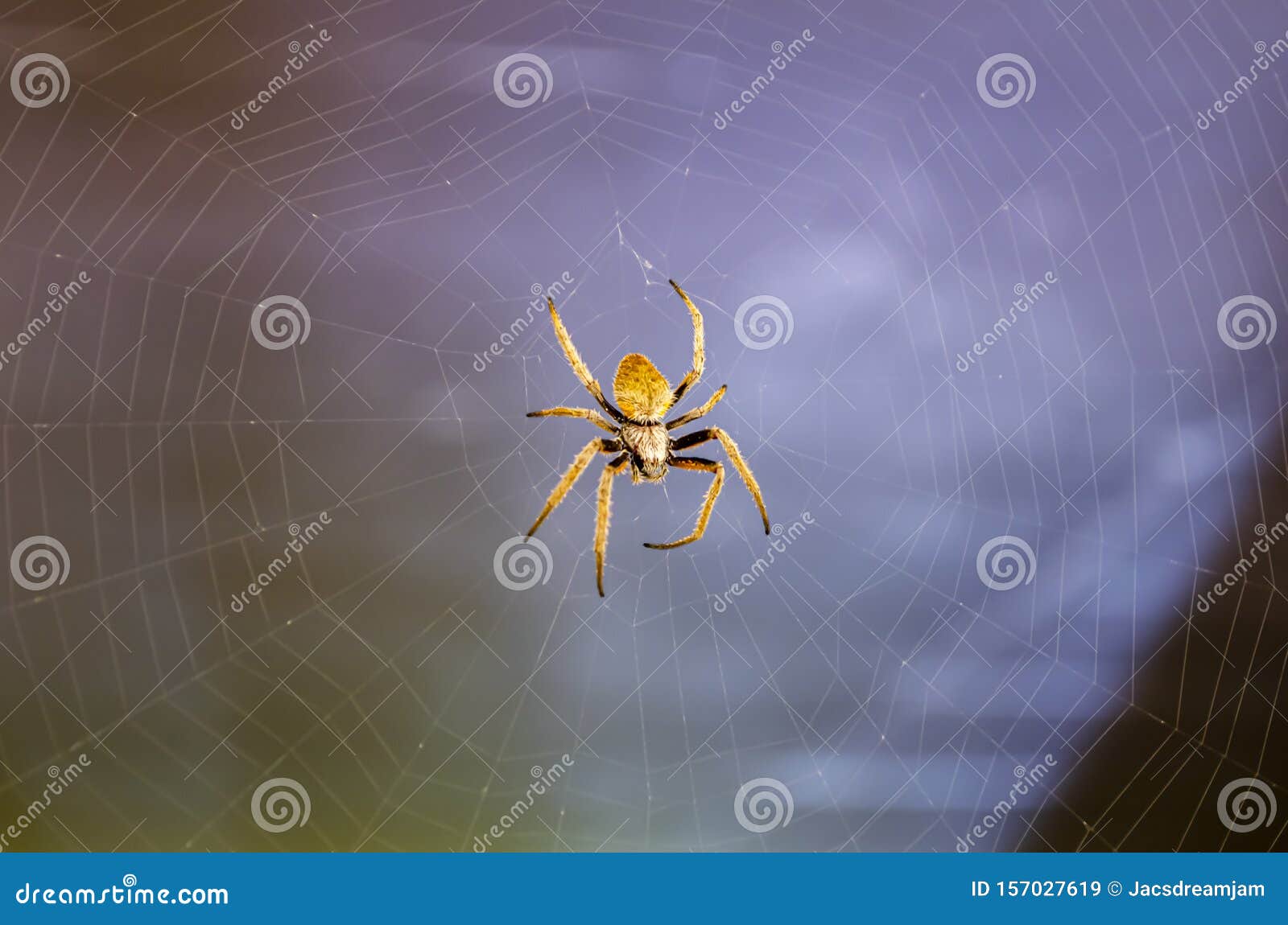 Tarantula Spider Web