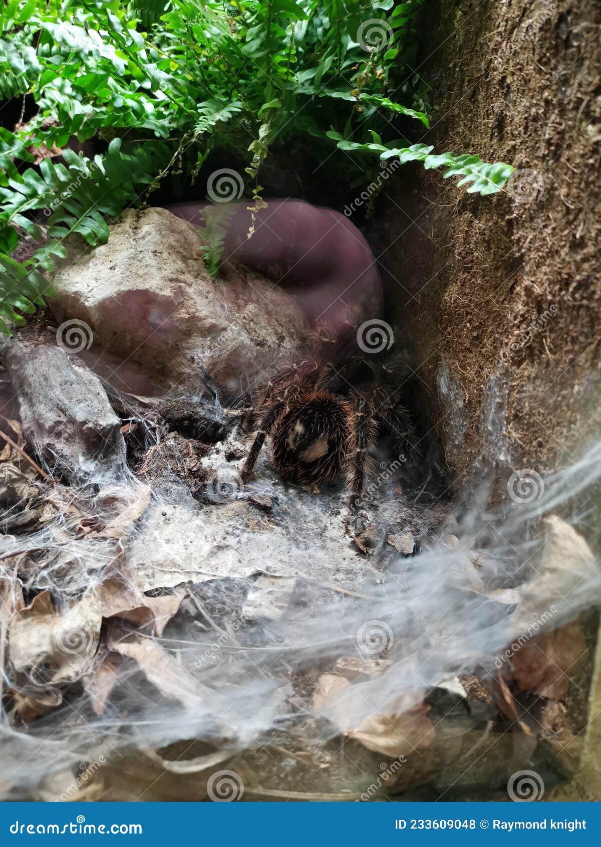 Tarantula spiders web stock photo. Image of wilderness - 233609048