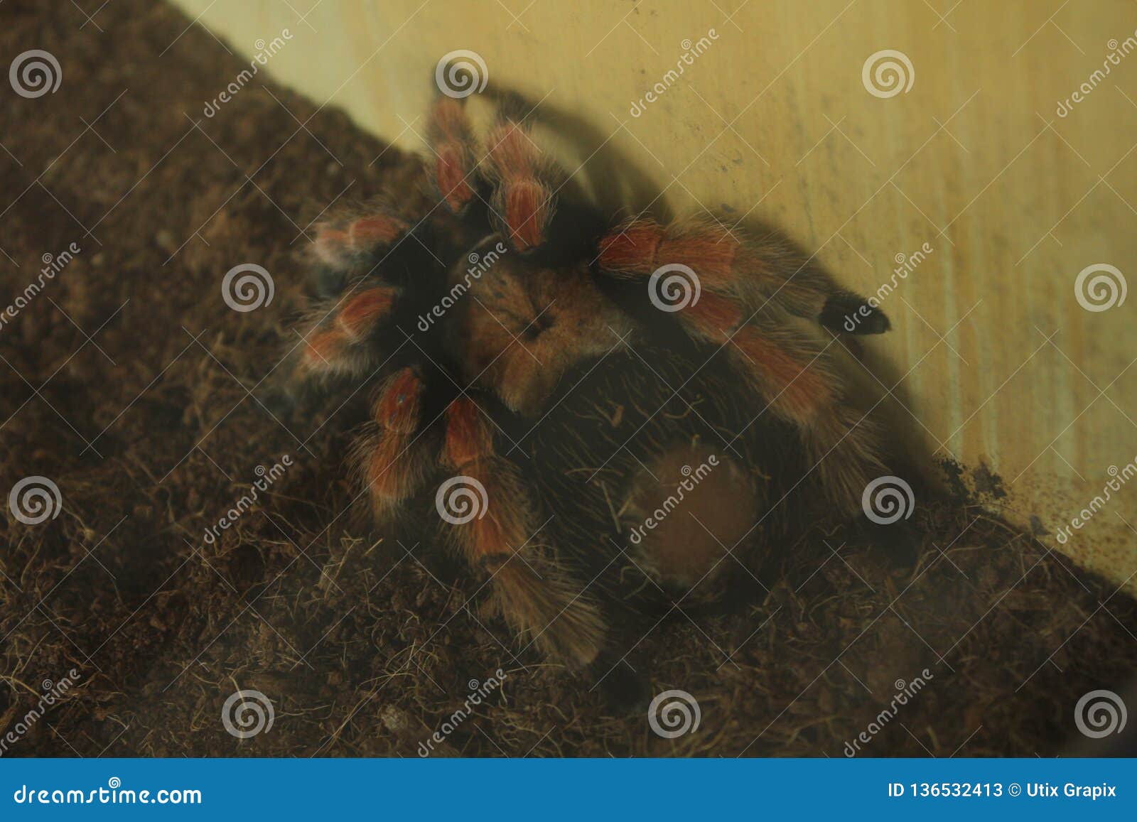 Tarantula stock image. Image of jungle, hair, spider - 136532413