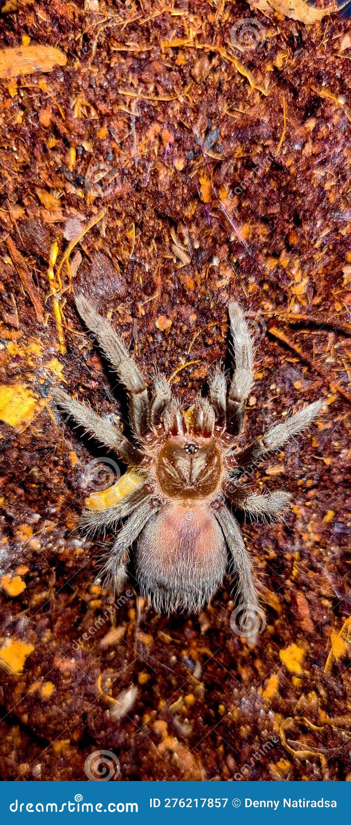 The Tarantula stock image. Image of tarantula, friendlypet - 276217857