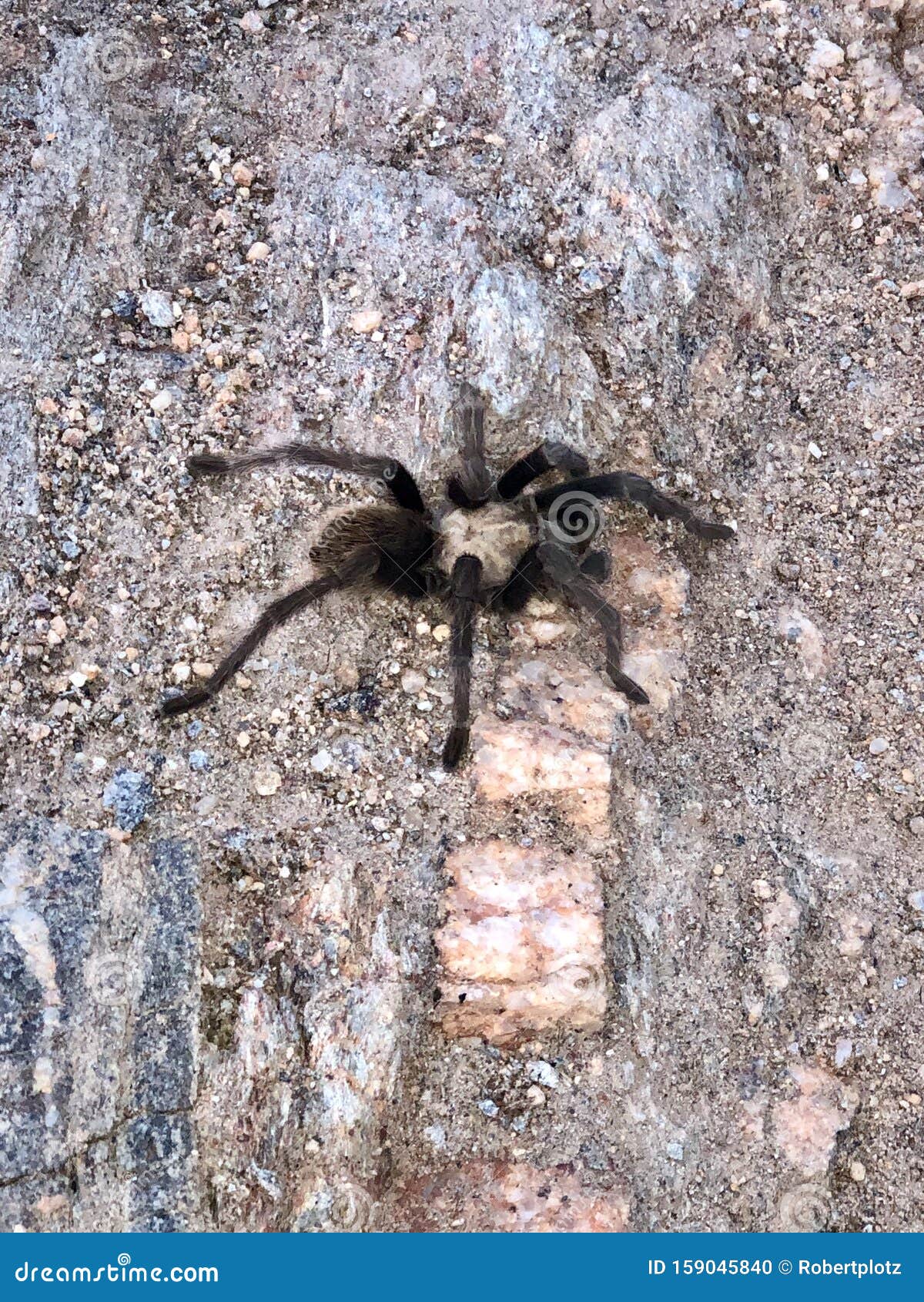 Tarantula stock photo. Image of webslinger, spiderman - 159045840