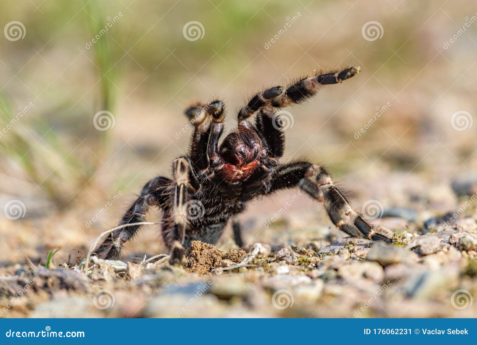 Tarantula Teraphosidae Mygalomorph Mygalomorphae Imagen de archivo ...