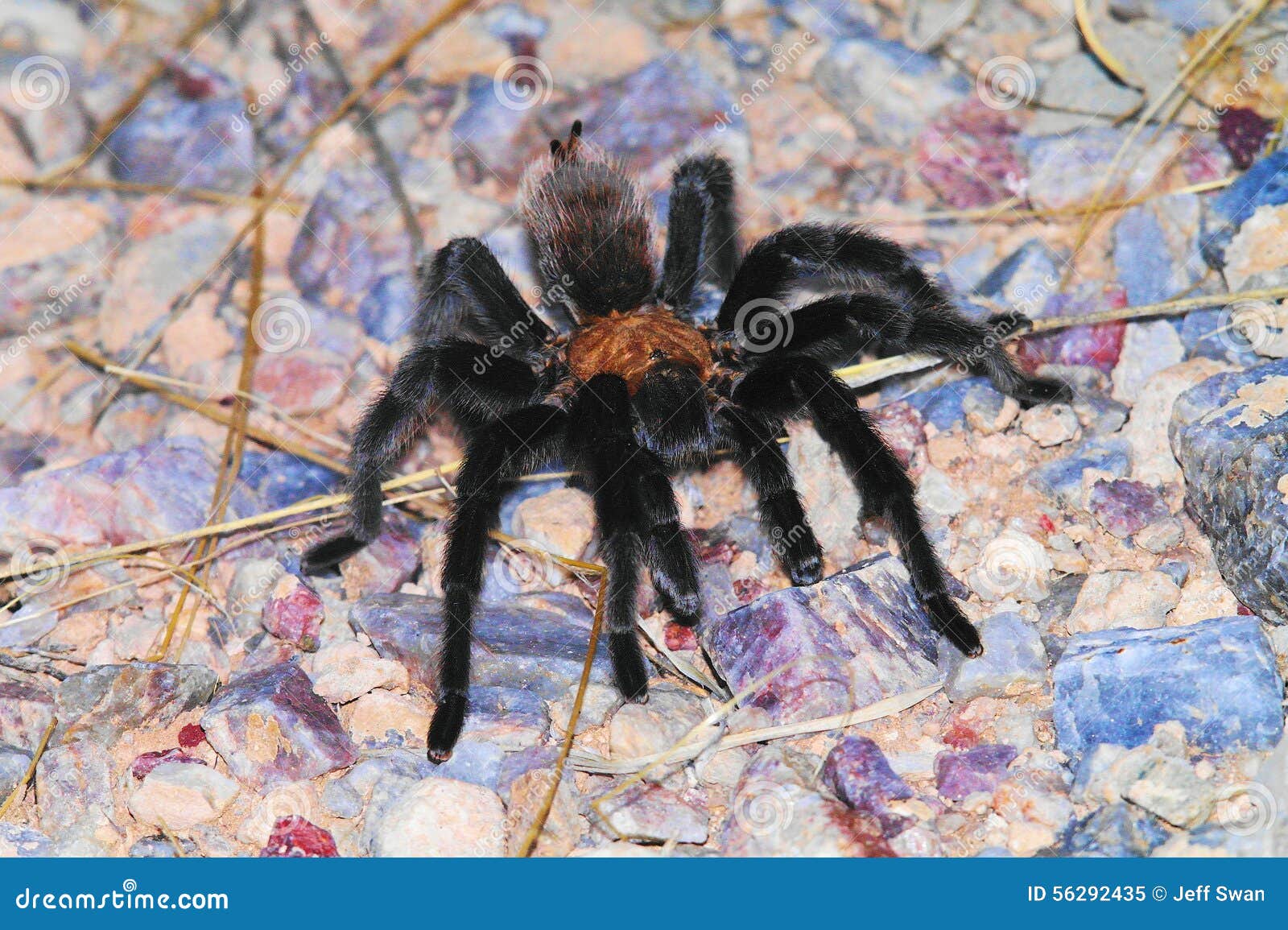 Tarantula stock image. Image of nature, eight, poisonous - 56292435