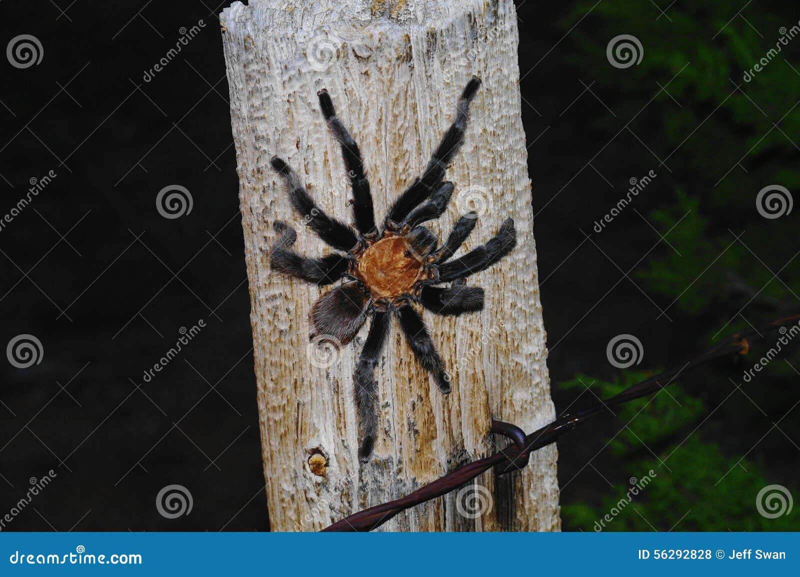 Tarantula stock photo. Image of tarantula, arachnid, living - 56292828