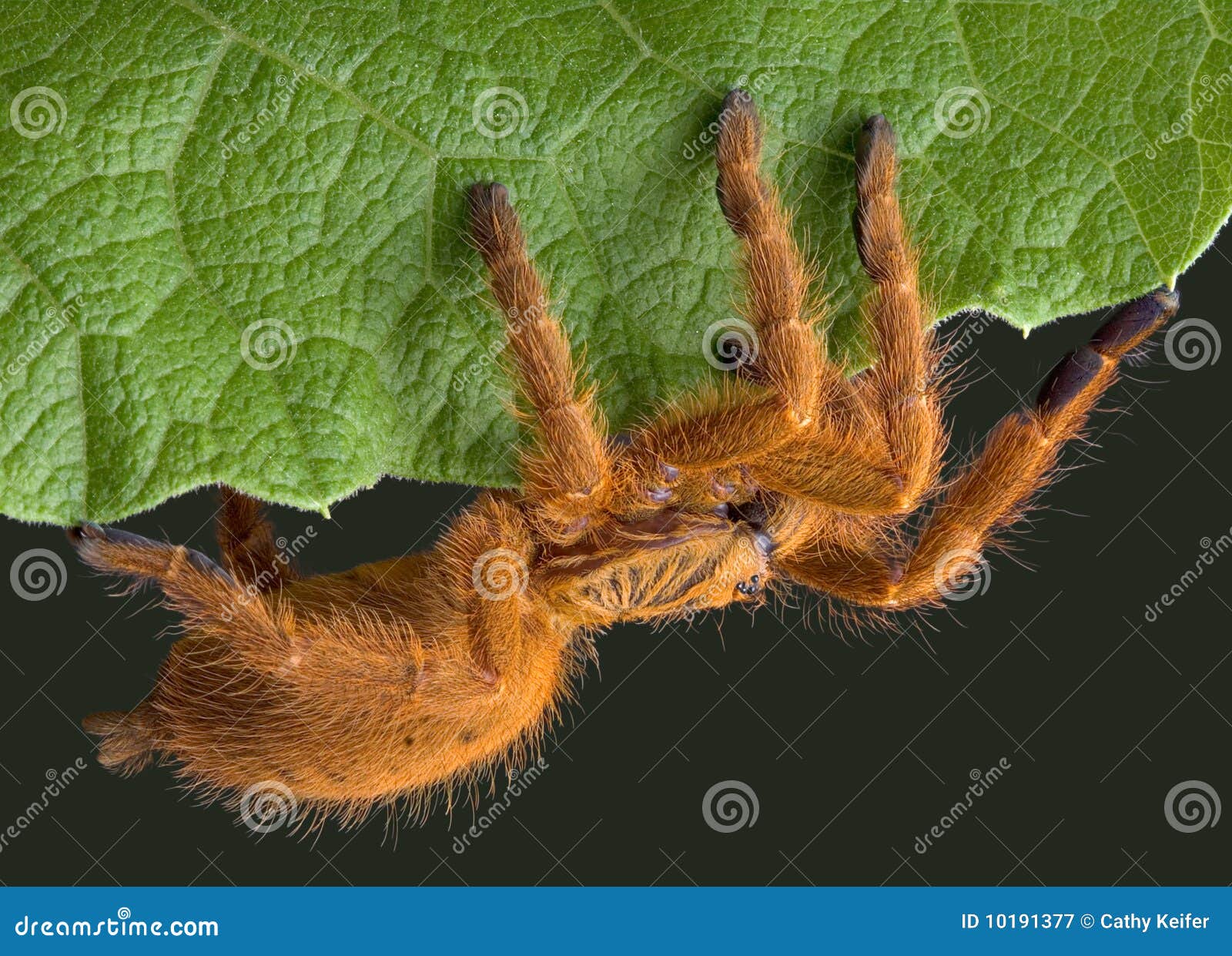Tarantula under leaf stock image. Image of orange, wildlife - 10191377