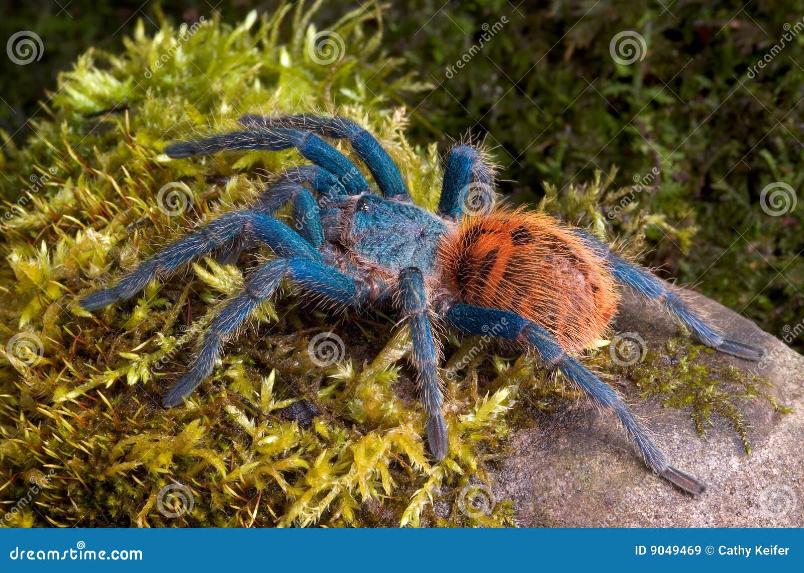 Tarantula Verde Do Azul Do Frasco Imagem de Stock - Imagem de ...
