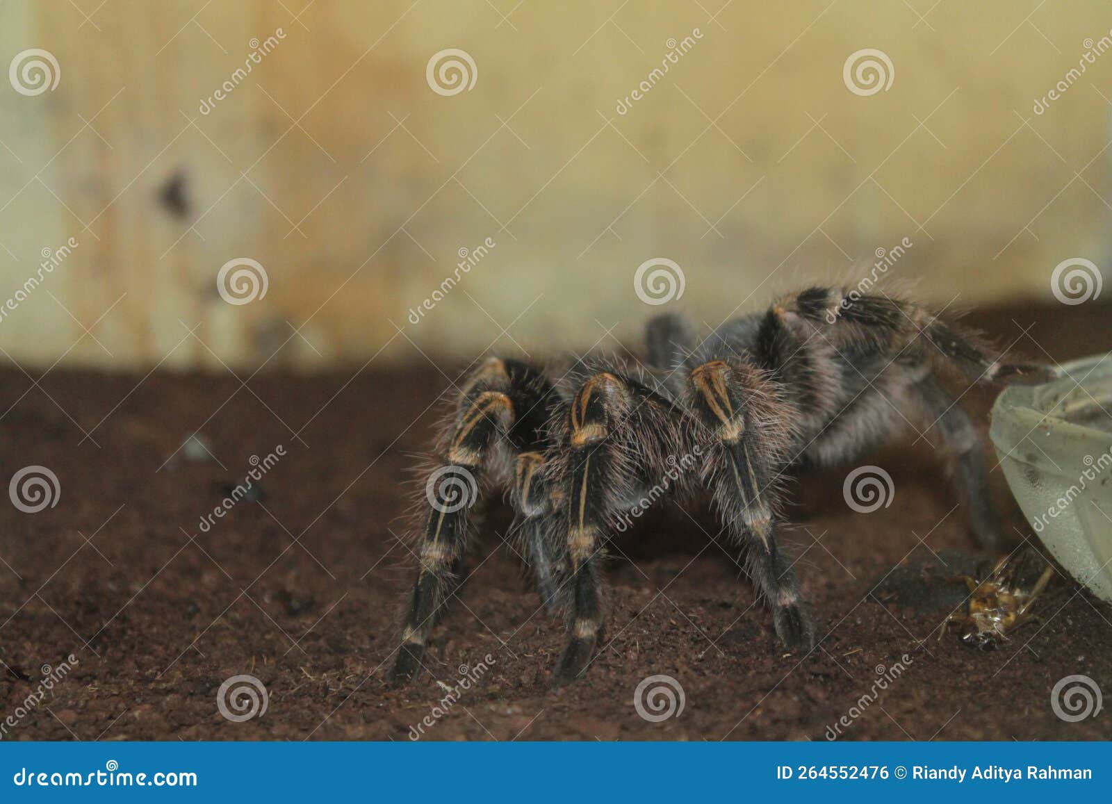 A Tarantula Walking on the Ground Stock Photo - Image of black, object ...