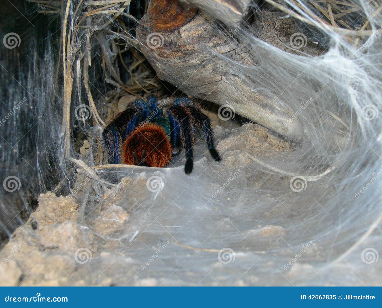 Tarantula Web